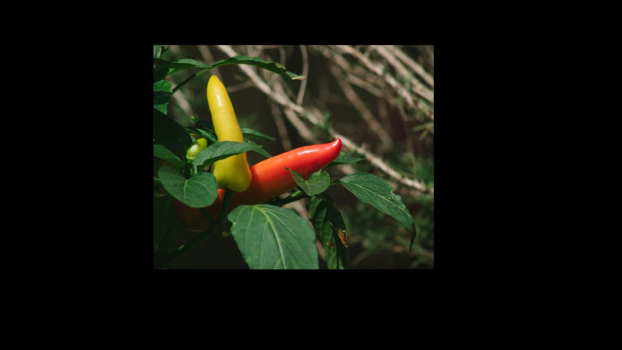 Need help identifying these peppers | Scrolller