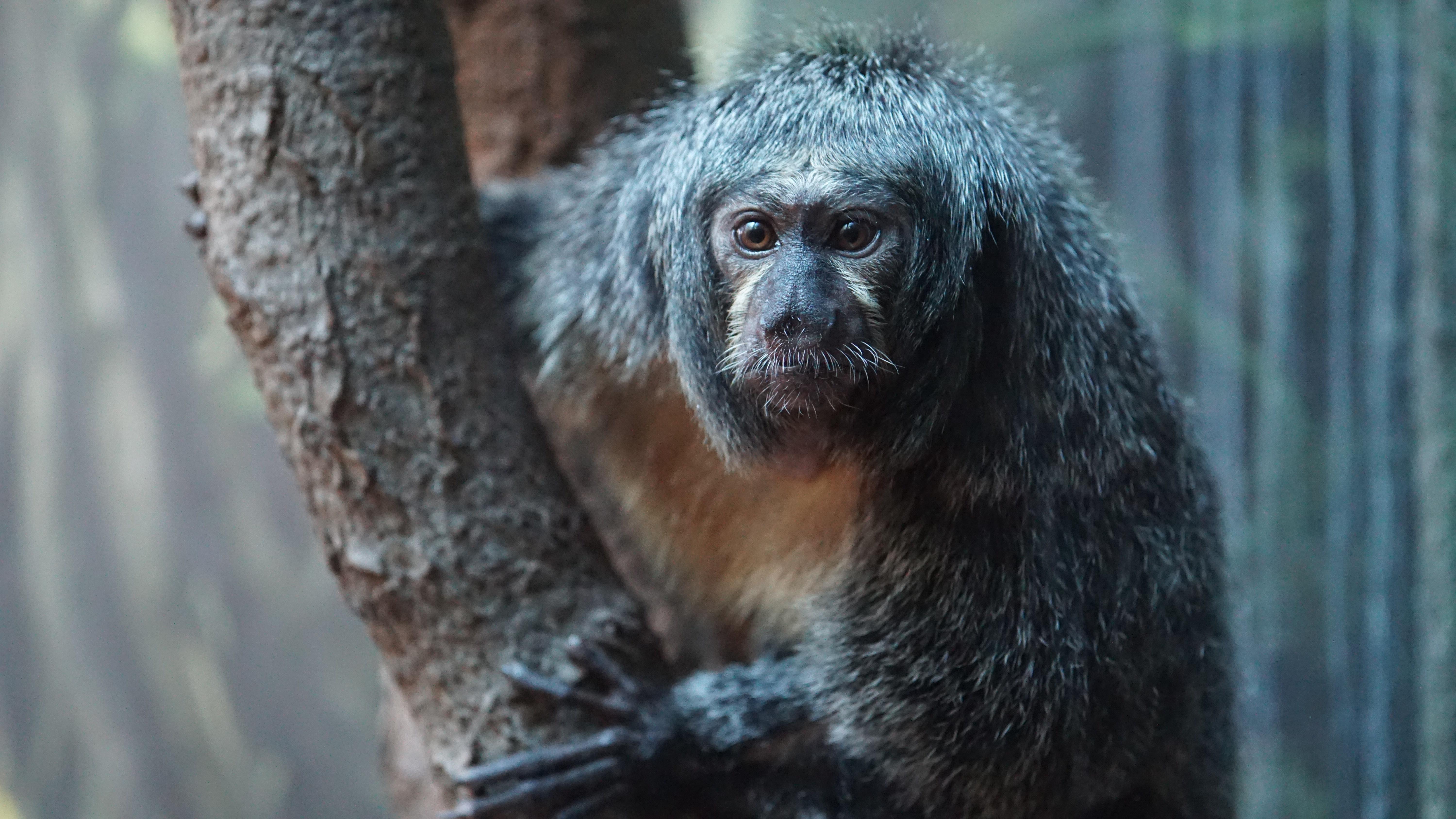 Need help identifying this primate | Scrolller