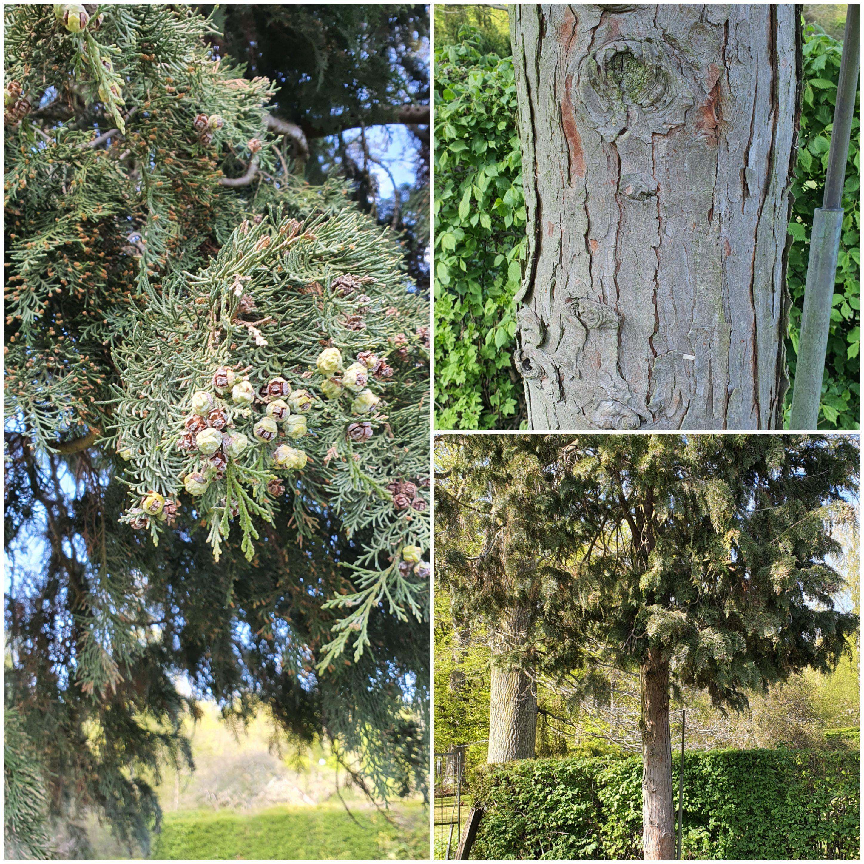 Need help identifying what type of tree this is. It's coming down in about a month and hoping ...