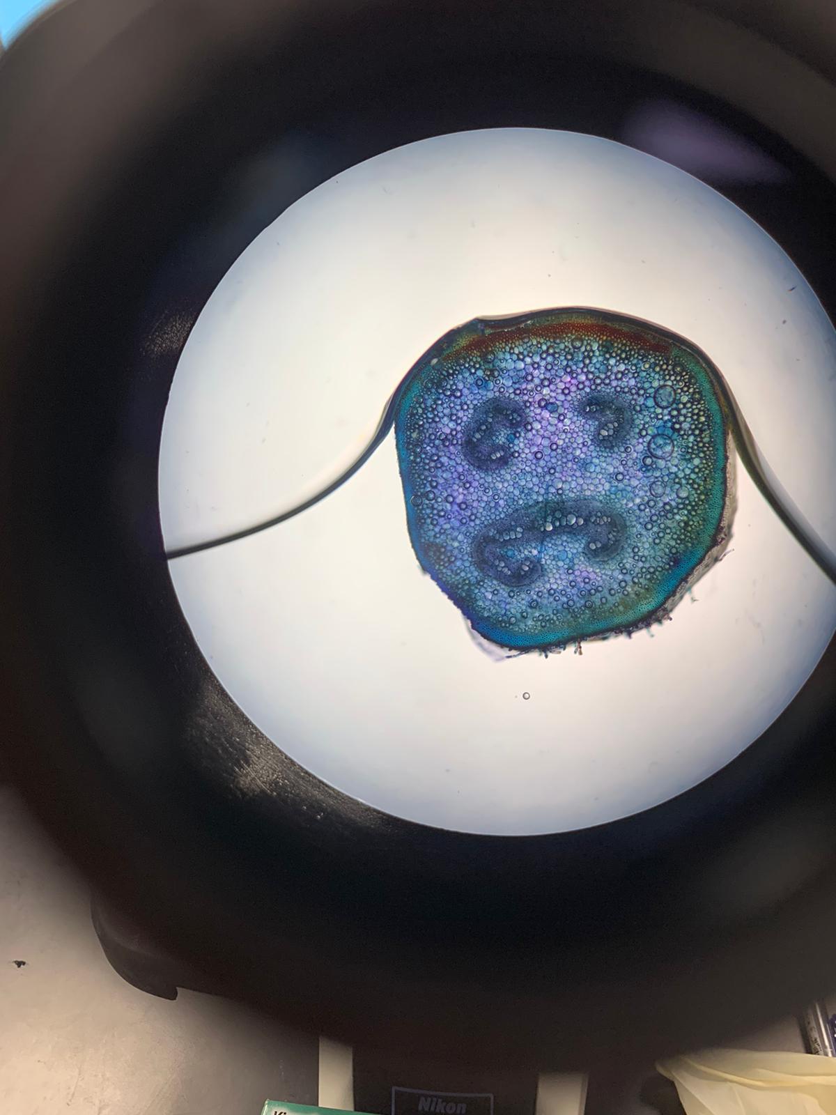 need help in identifying this plant cell | Scrolller
