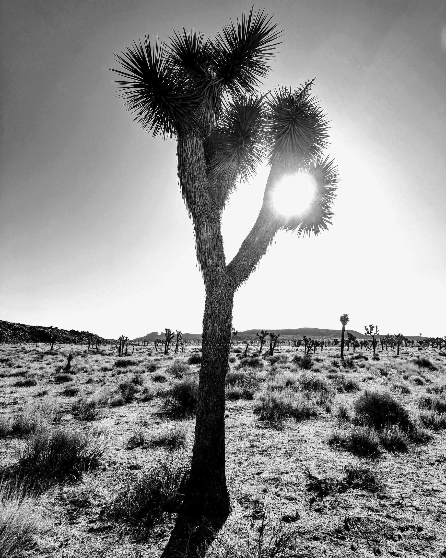 Needing some serious desert therapy | Scrolller