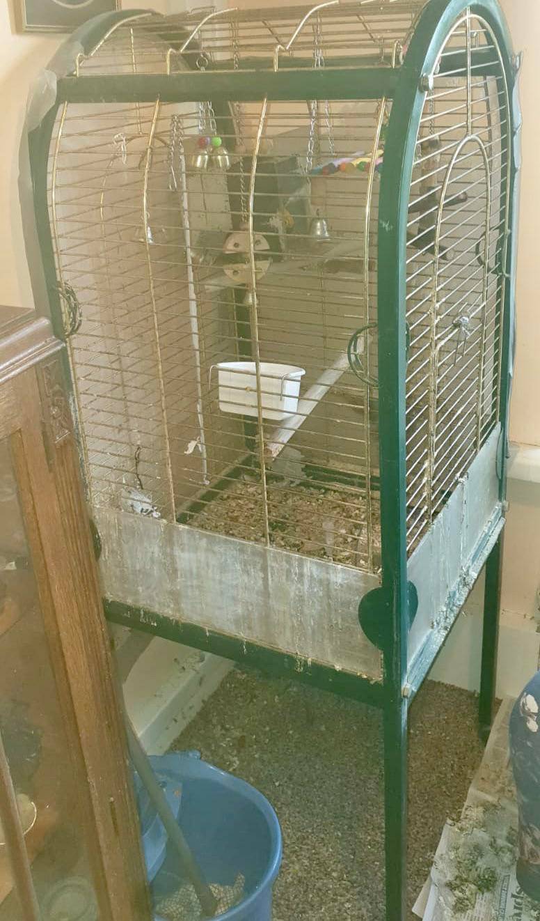 Neglected Jenday Conure - where do I start? | Scrolller