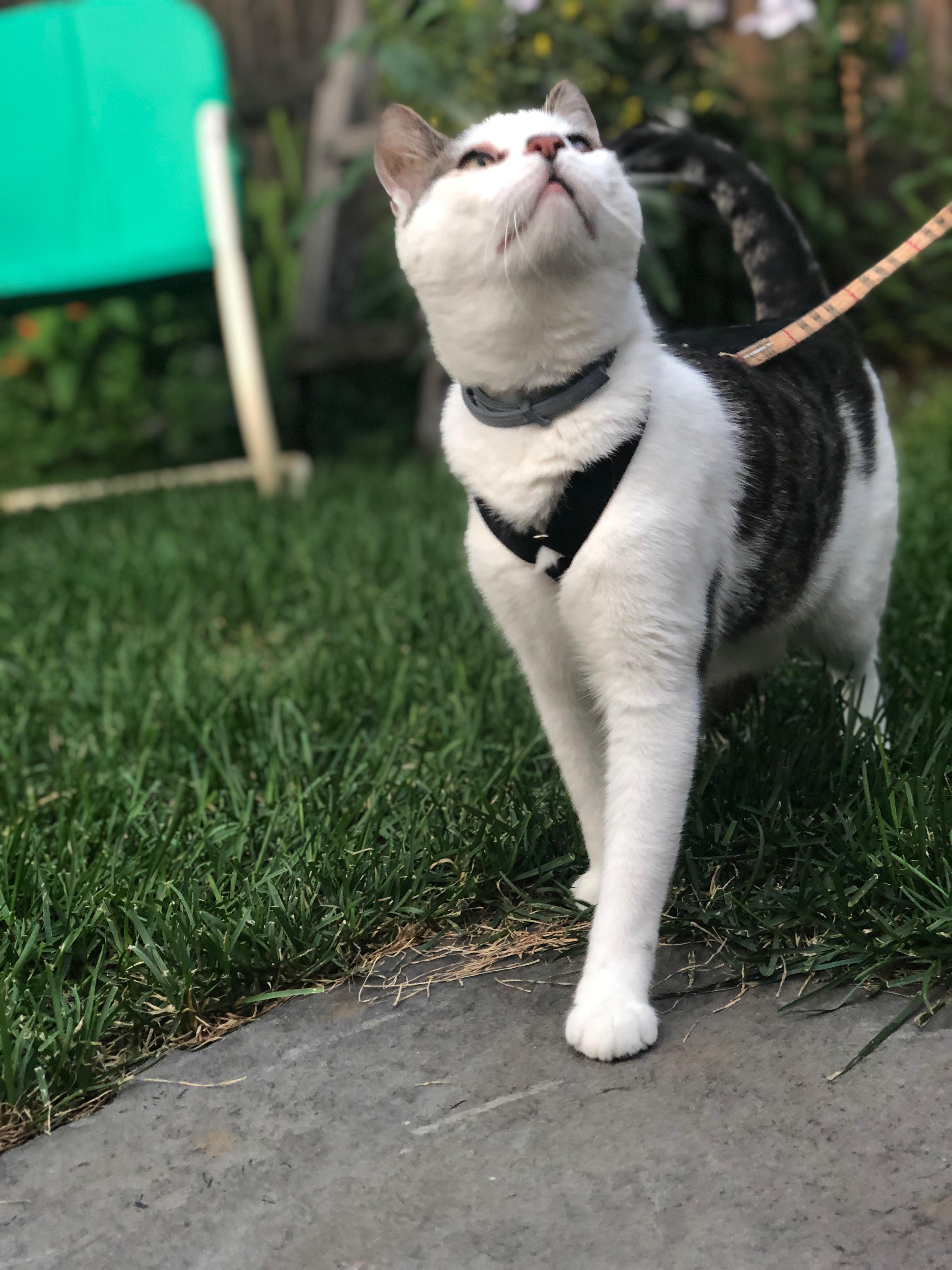 Neil the Explorer | Scrolller