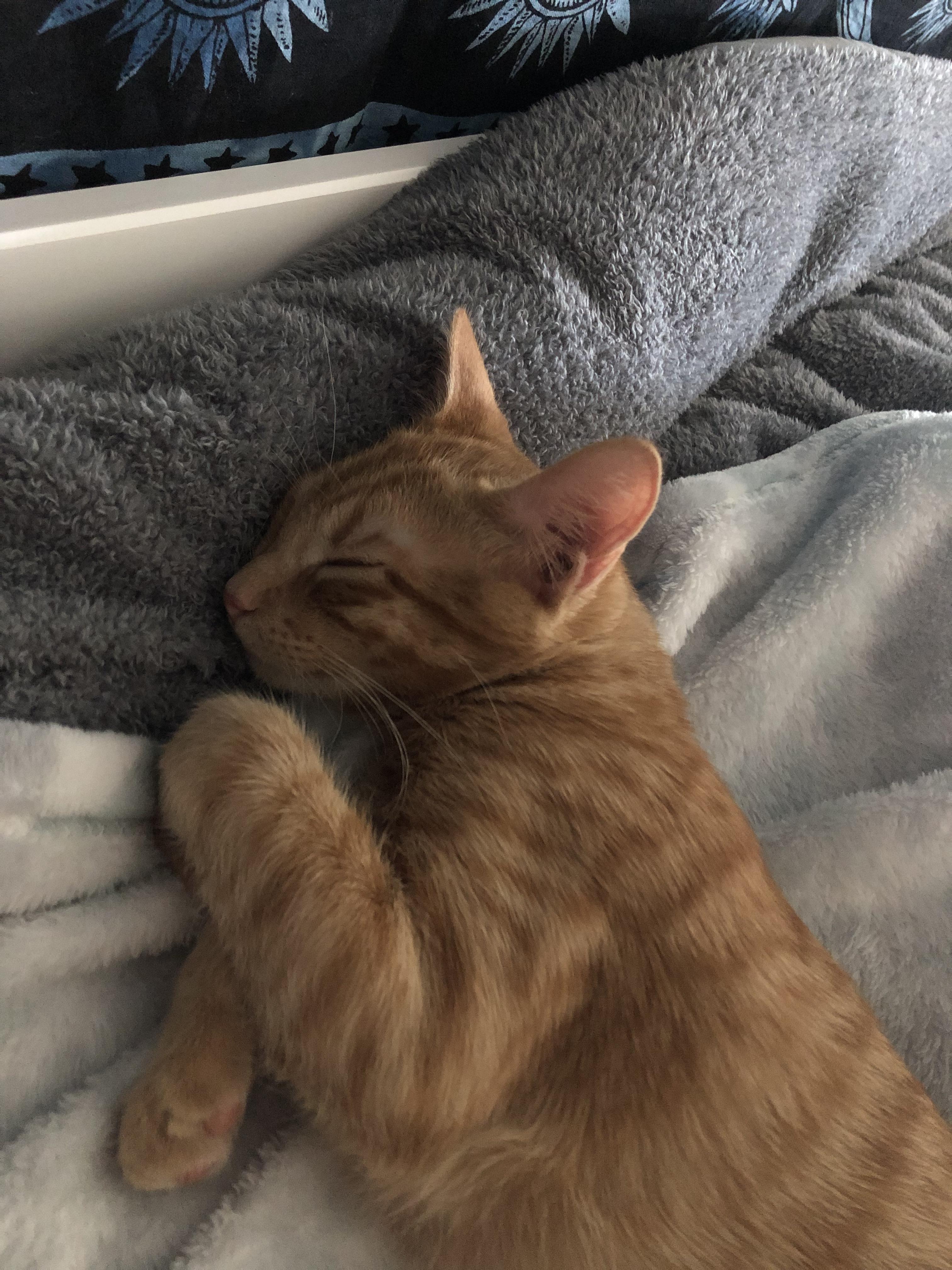 Nemo!🧡 | Scrolller