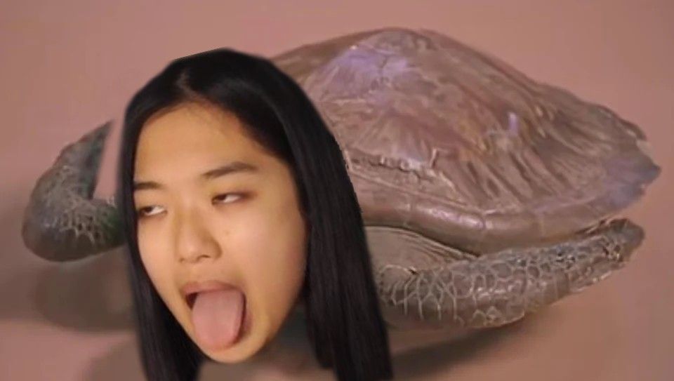 Nemo the Turtle | Scrolller