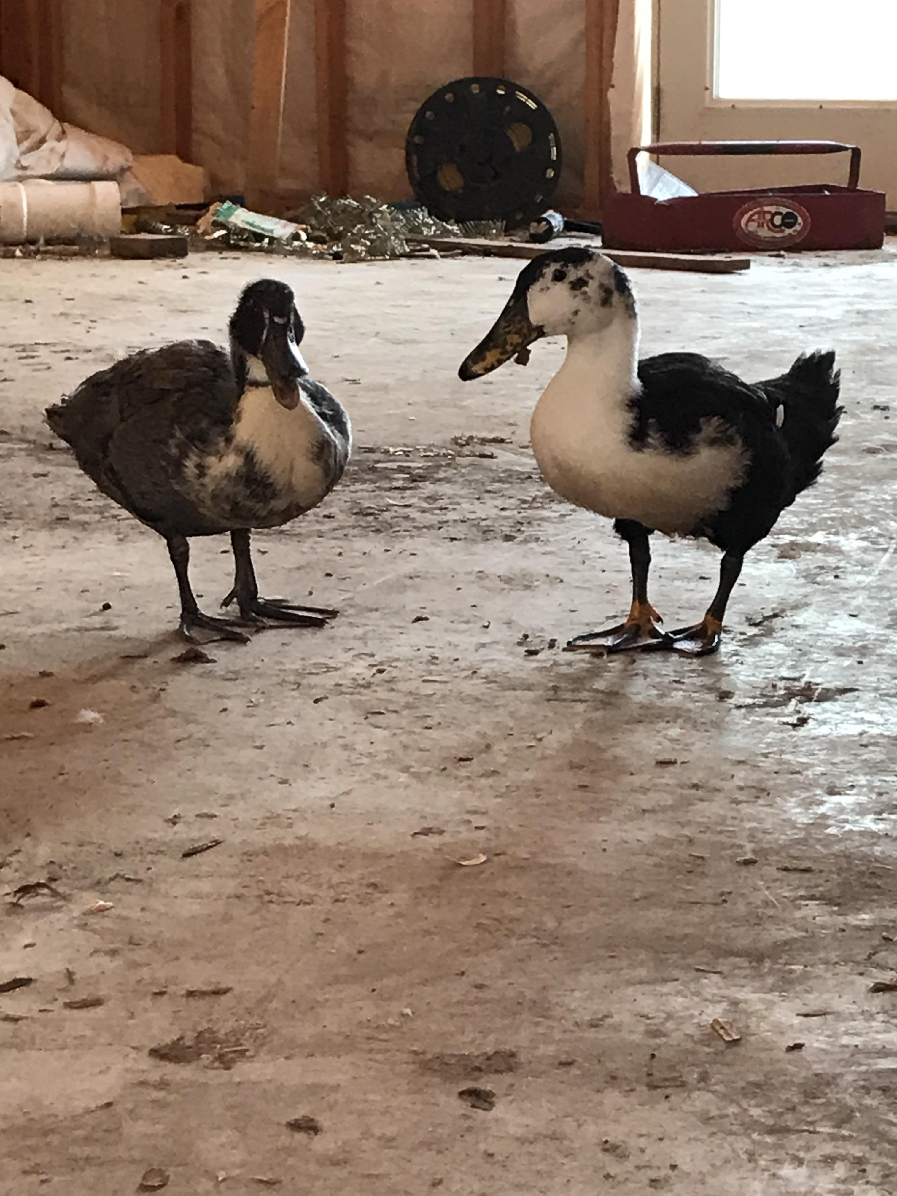 New babies! | Scrolller