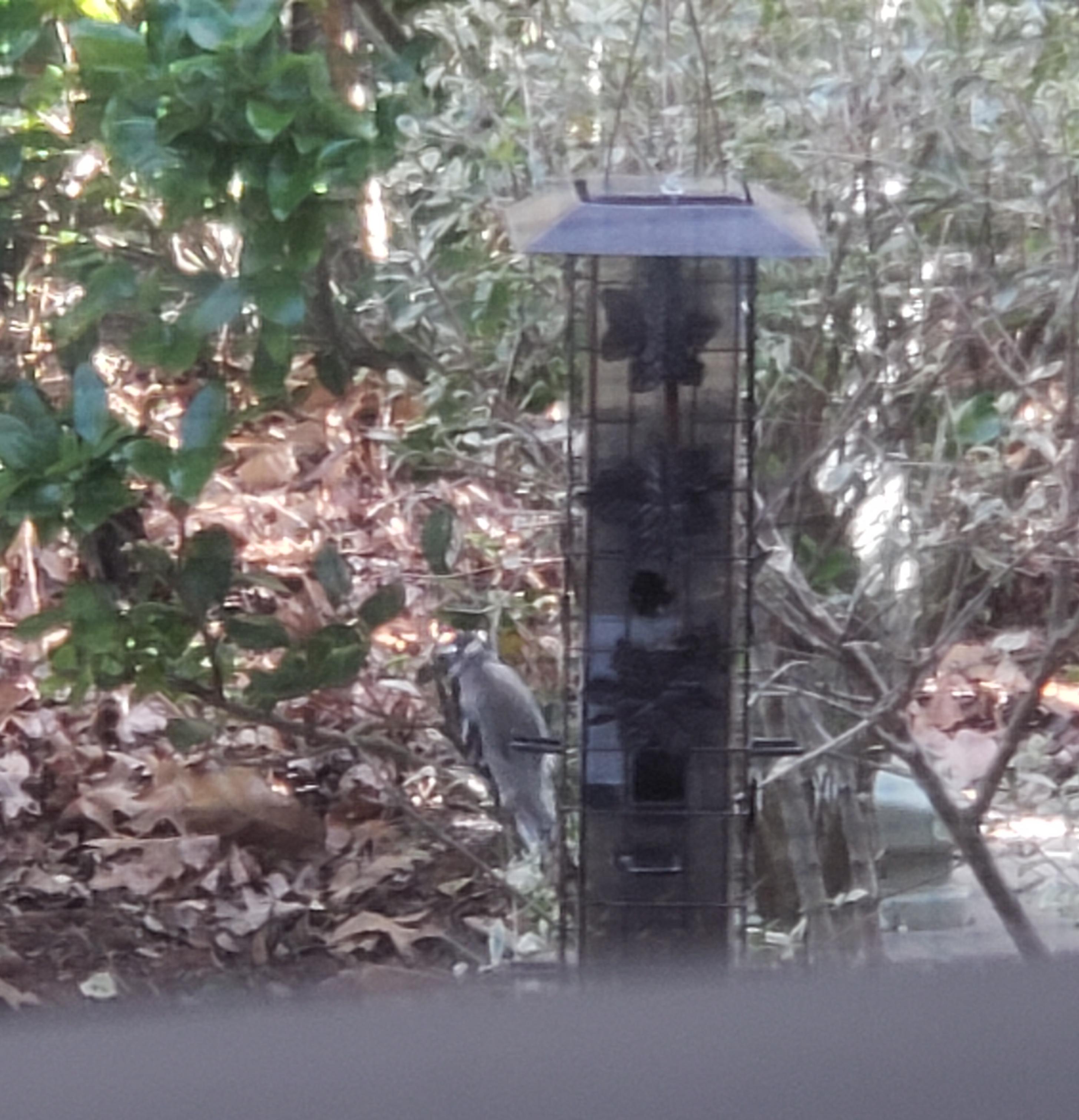 New bird! | Scrolller