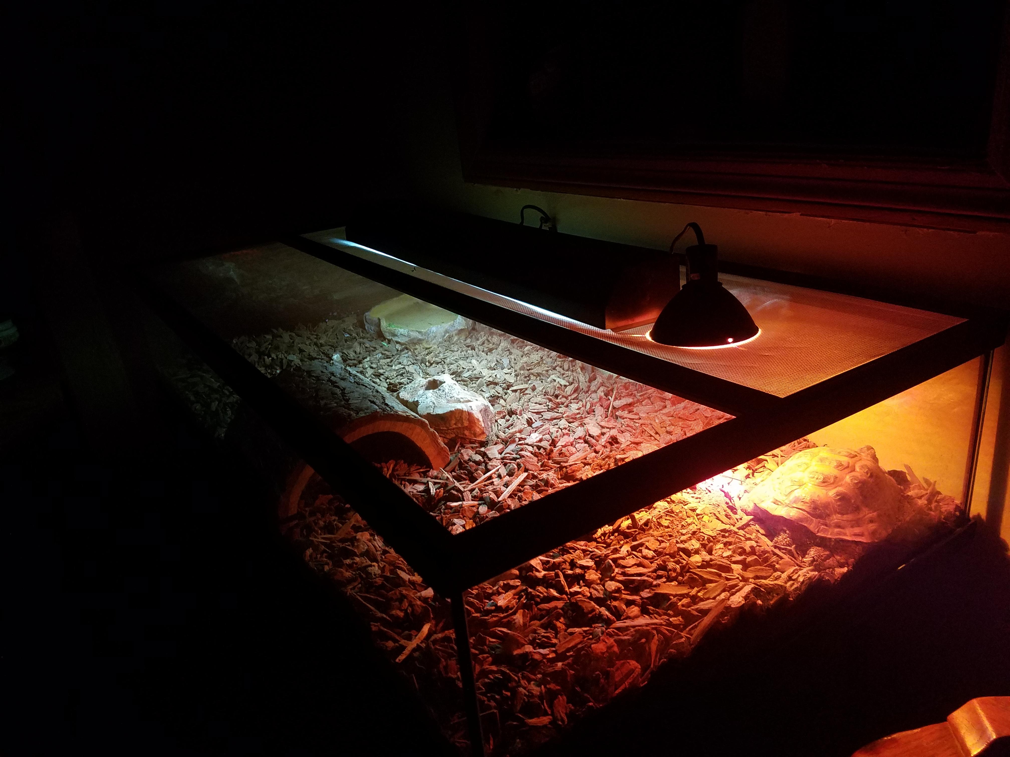 New enclosure for my Russians | Scrolller