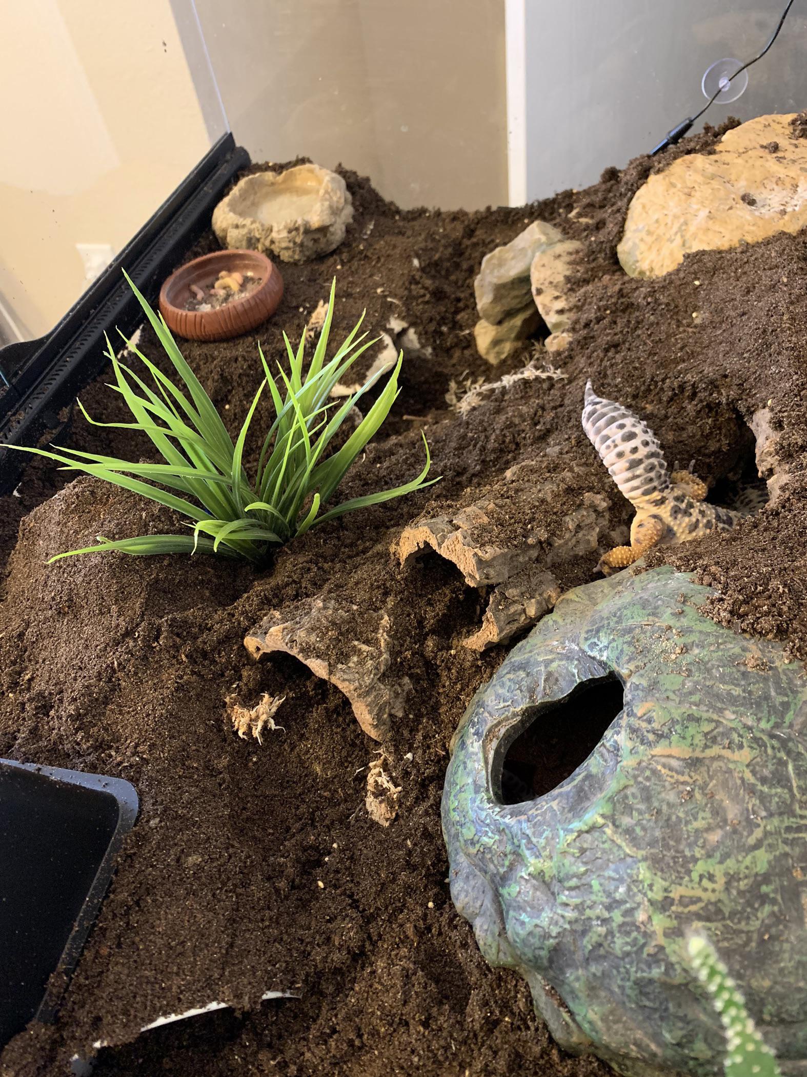 New enclosure with lots of hides and tunnels | Scrolller