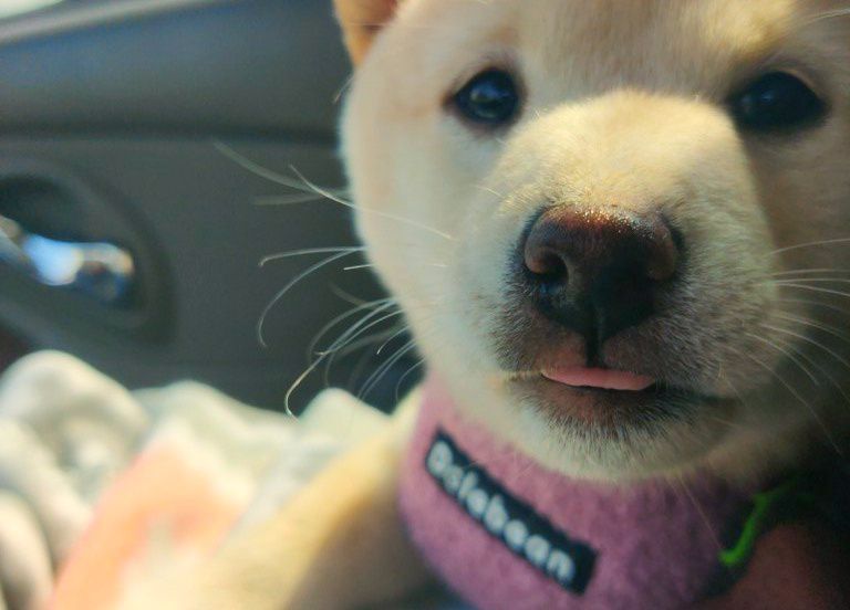 New family member | Scrolller