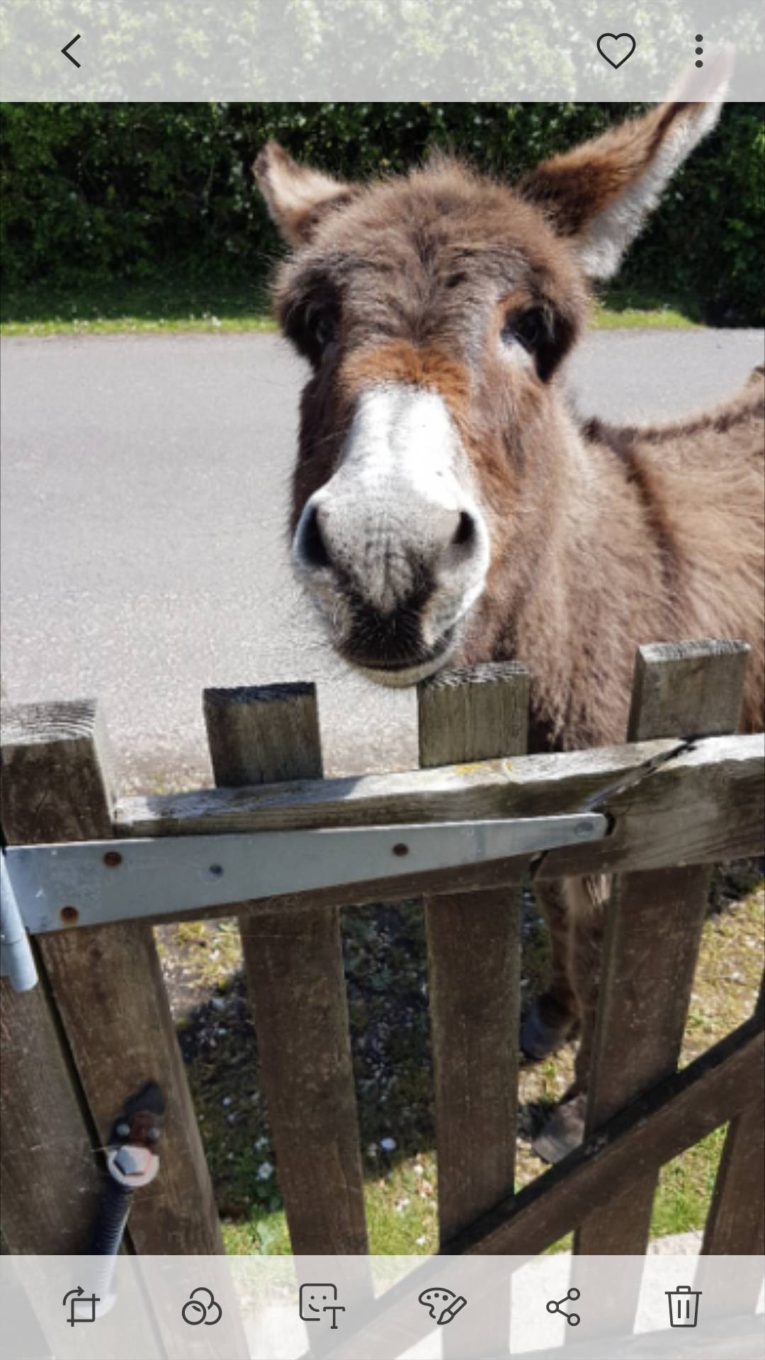 New forest donkey UK | Scrolller