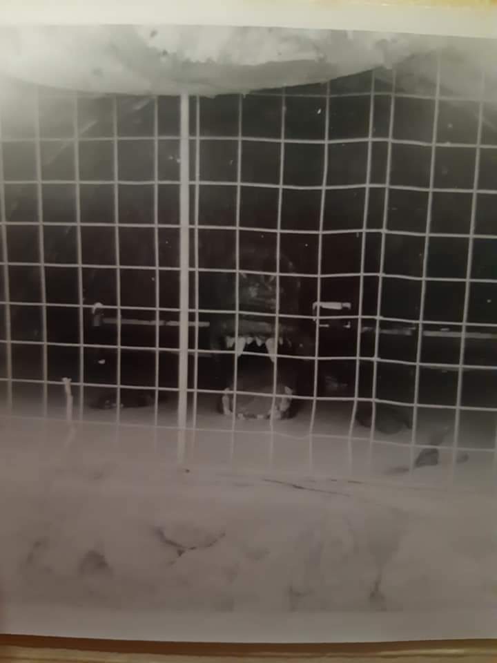 New image of the old Bert/Bertha! | Scrolller