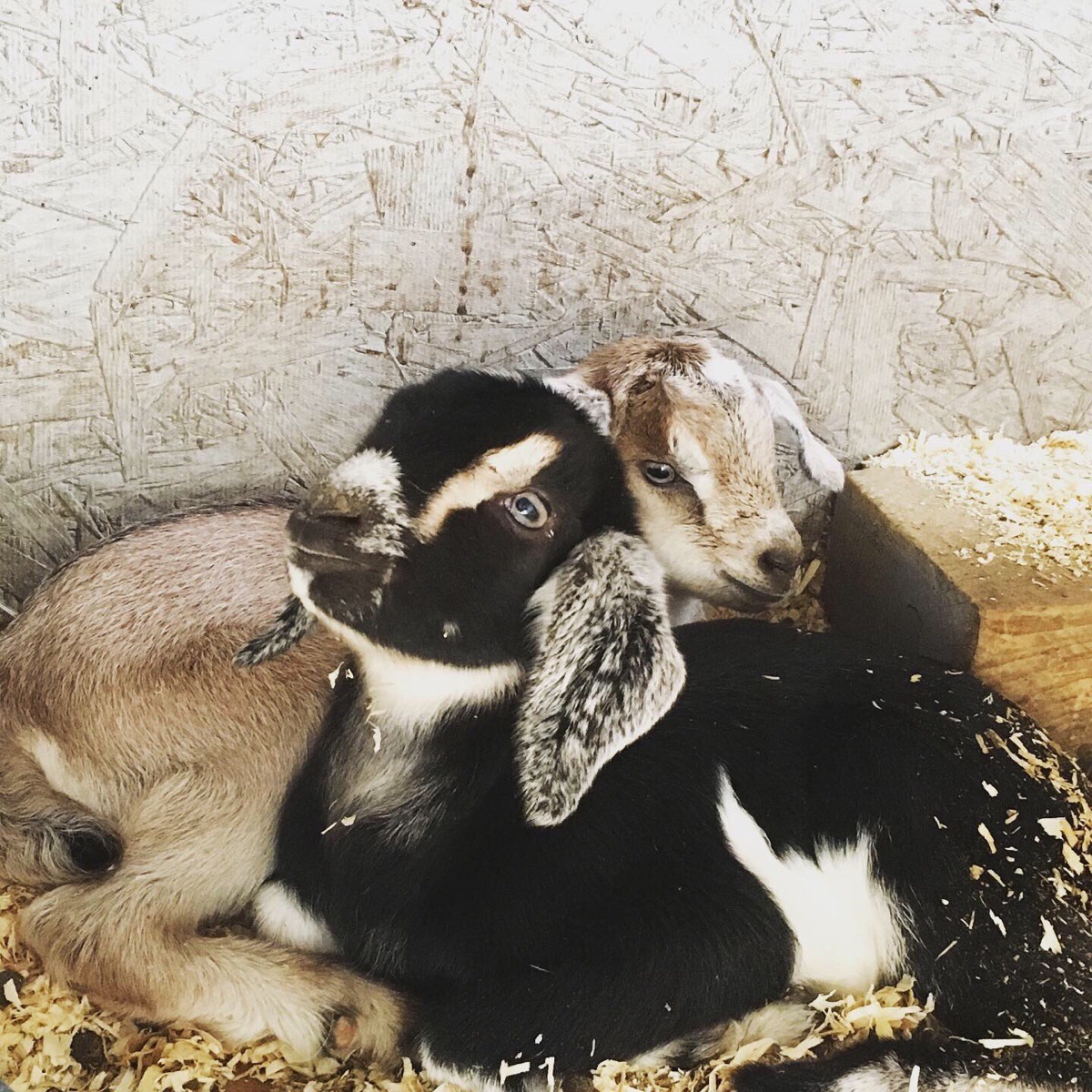 New kids on the farm | Scrolller