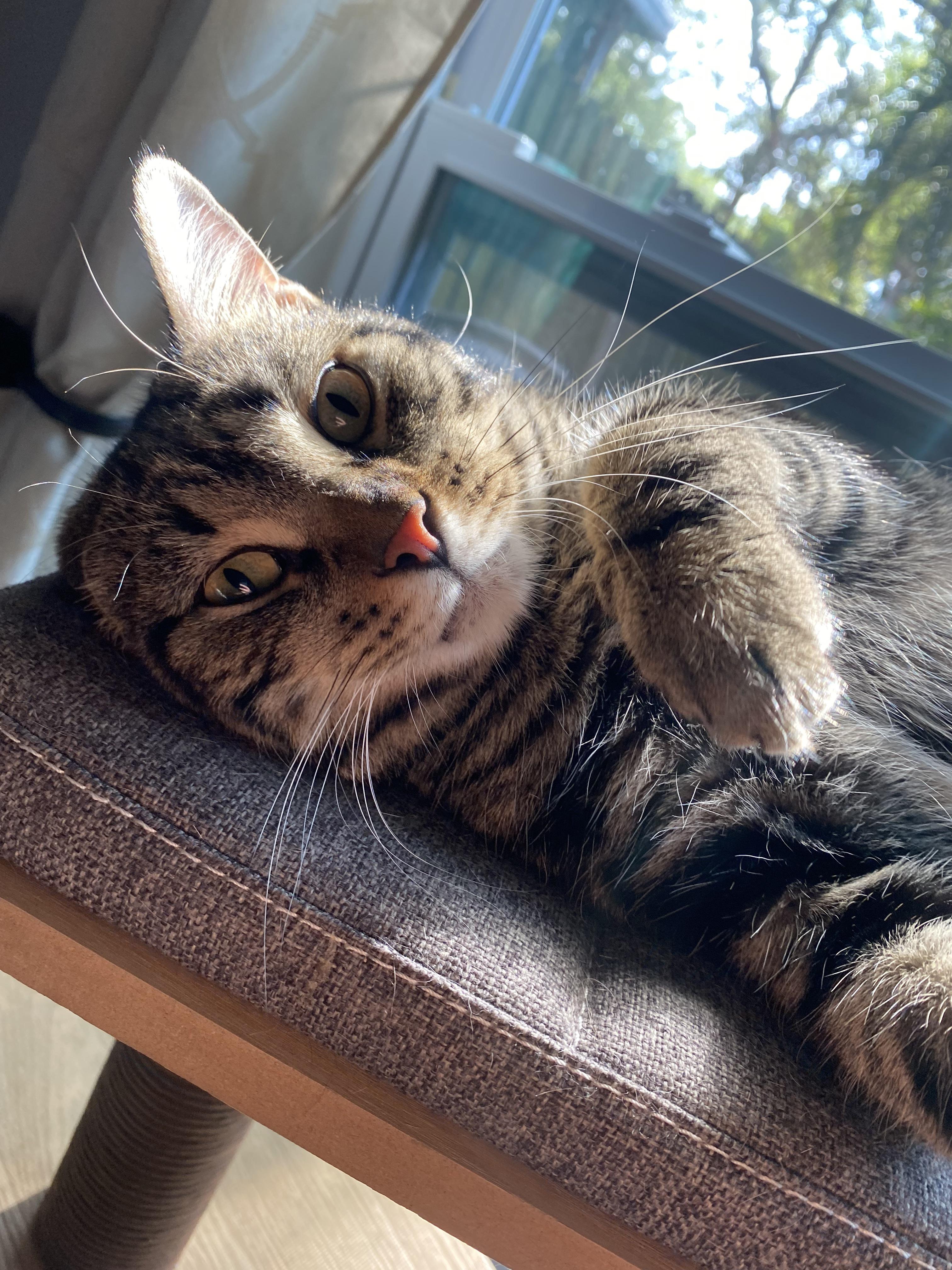 new kitty | Scrolller