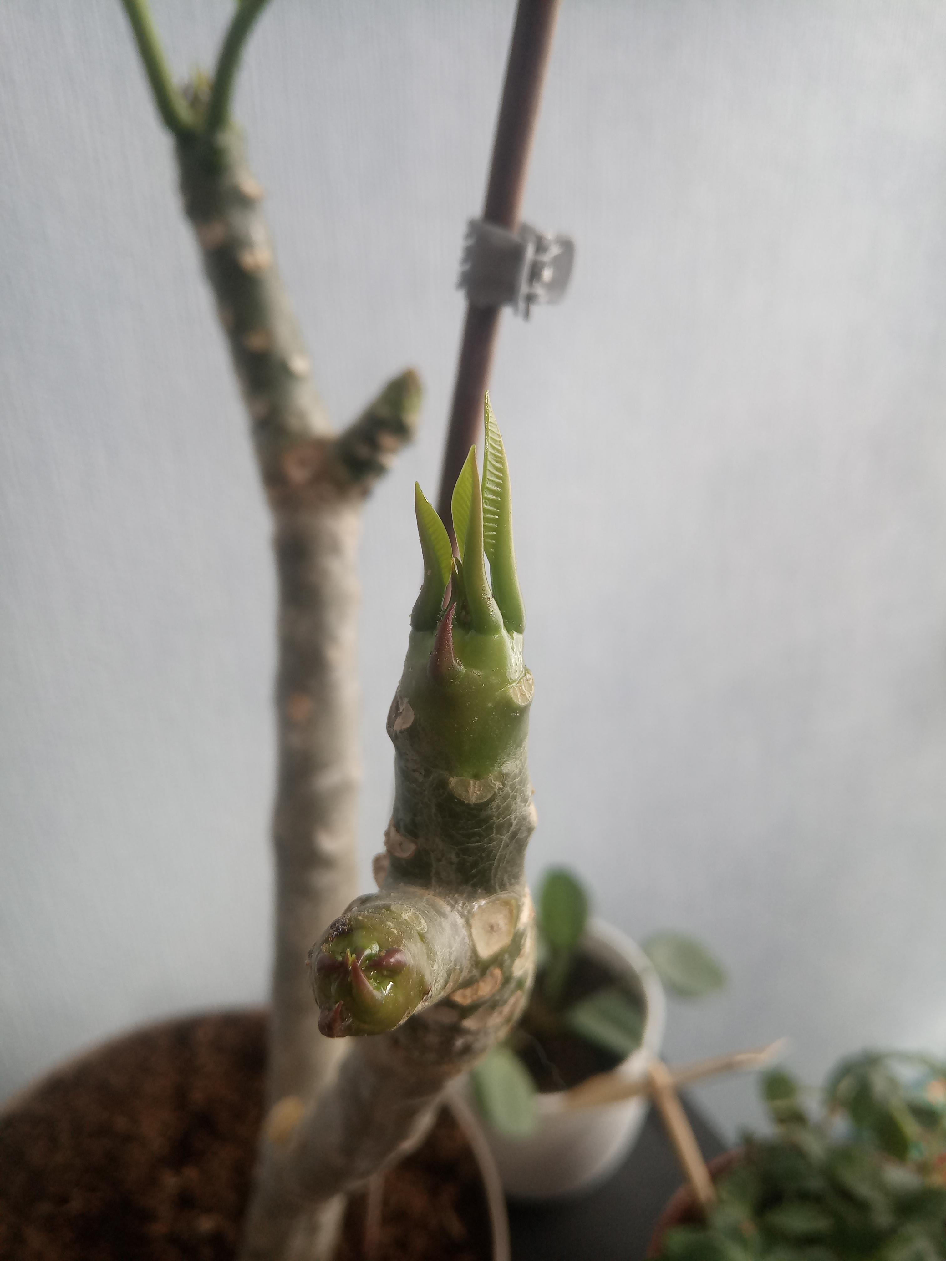 New leaves are growing! | Scrolller