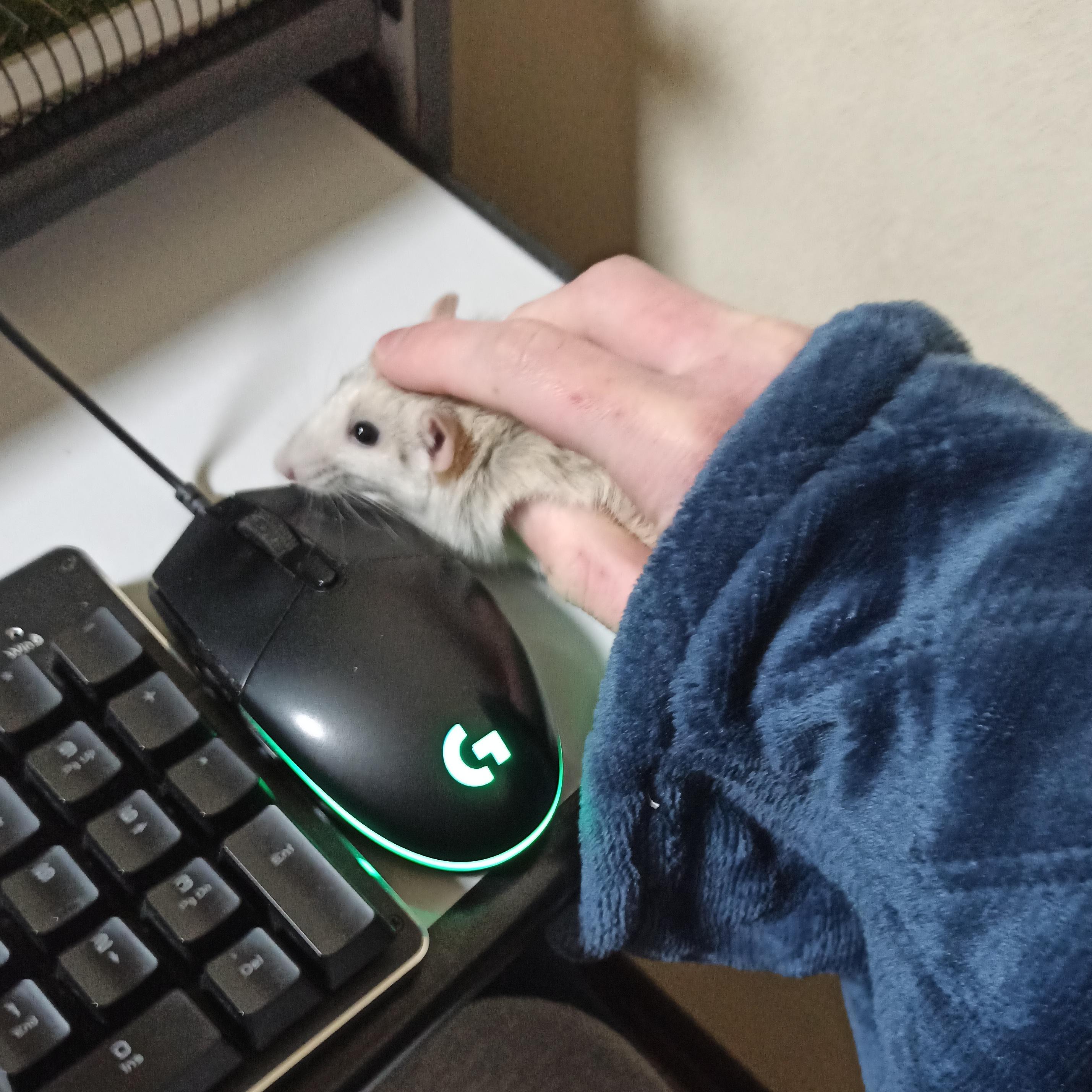 new mouse working good | Scrolller