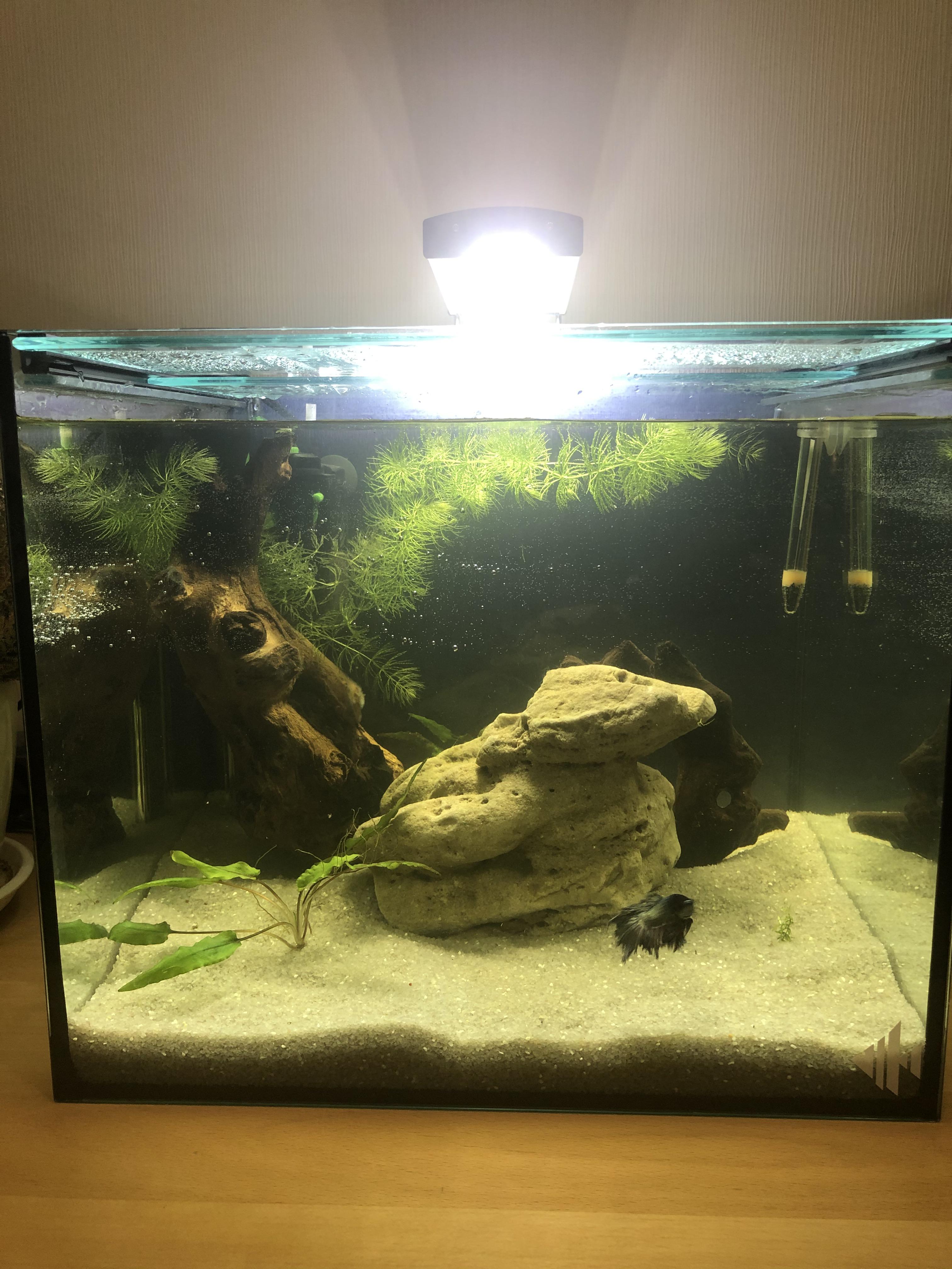 New nano tank to house a betta | Scrolller
