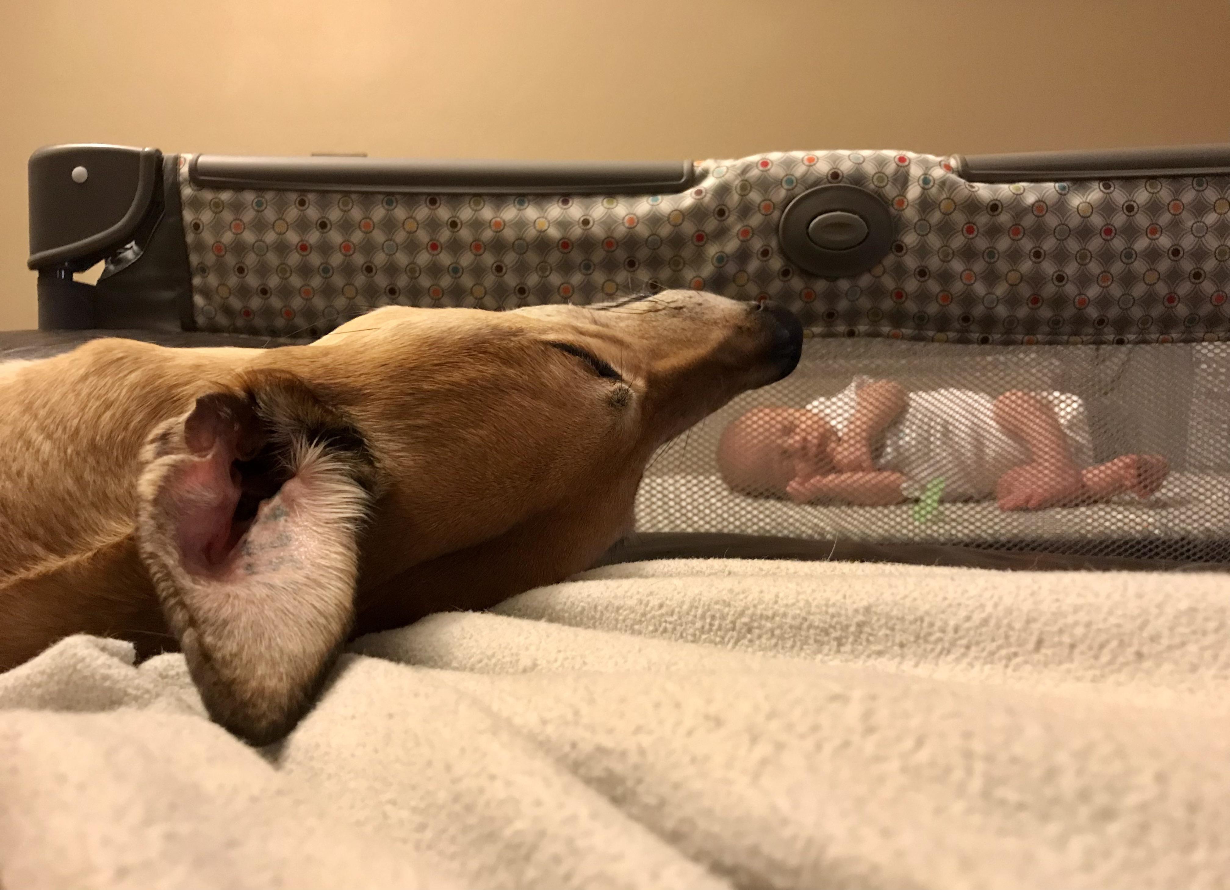 Discover more like Greyhounds: New nap buddy and Related Content | Scrolller