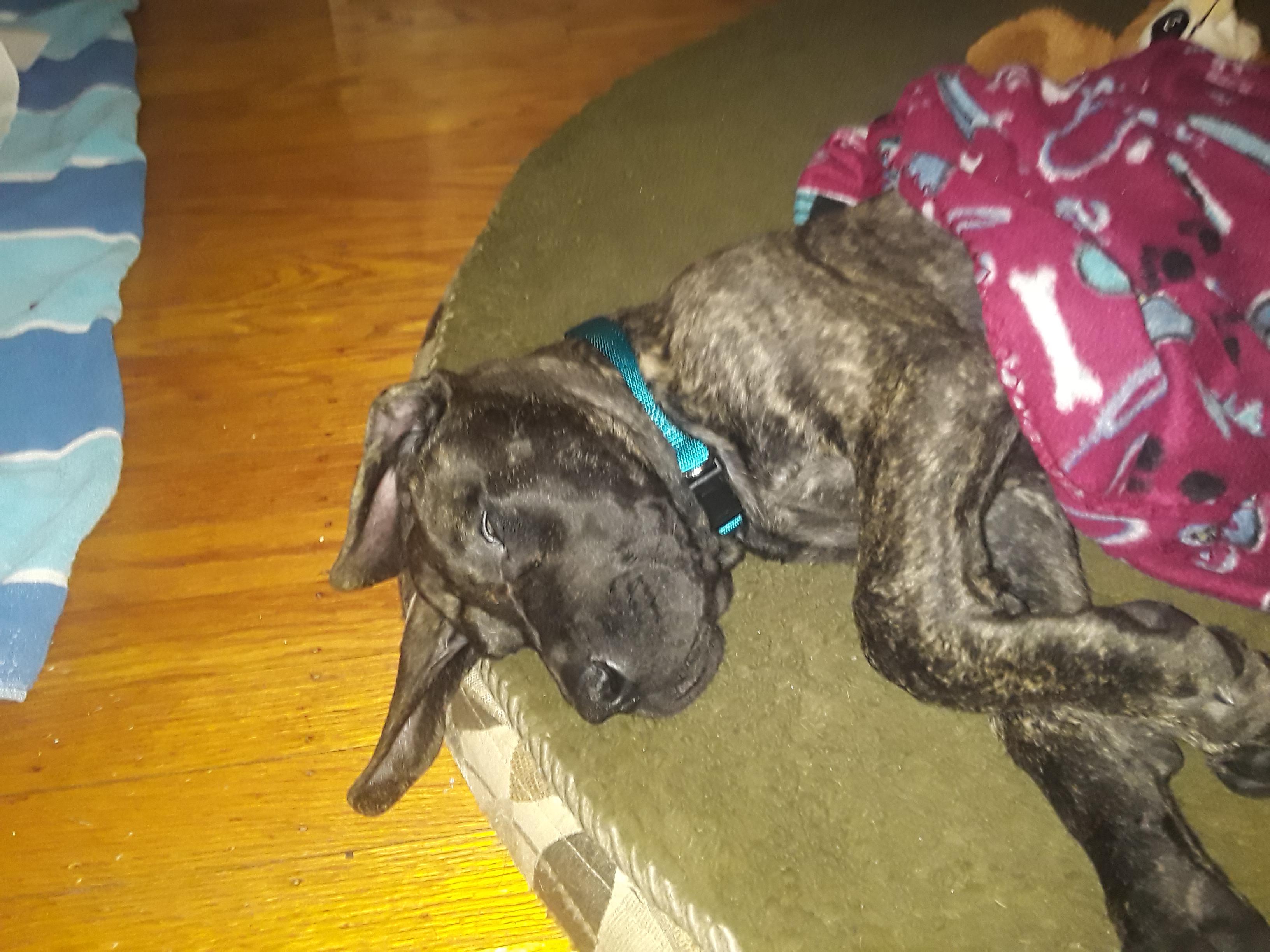 New pupper. She's fully passed out, but I swear her eyes are looking at me | Scrolller