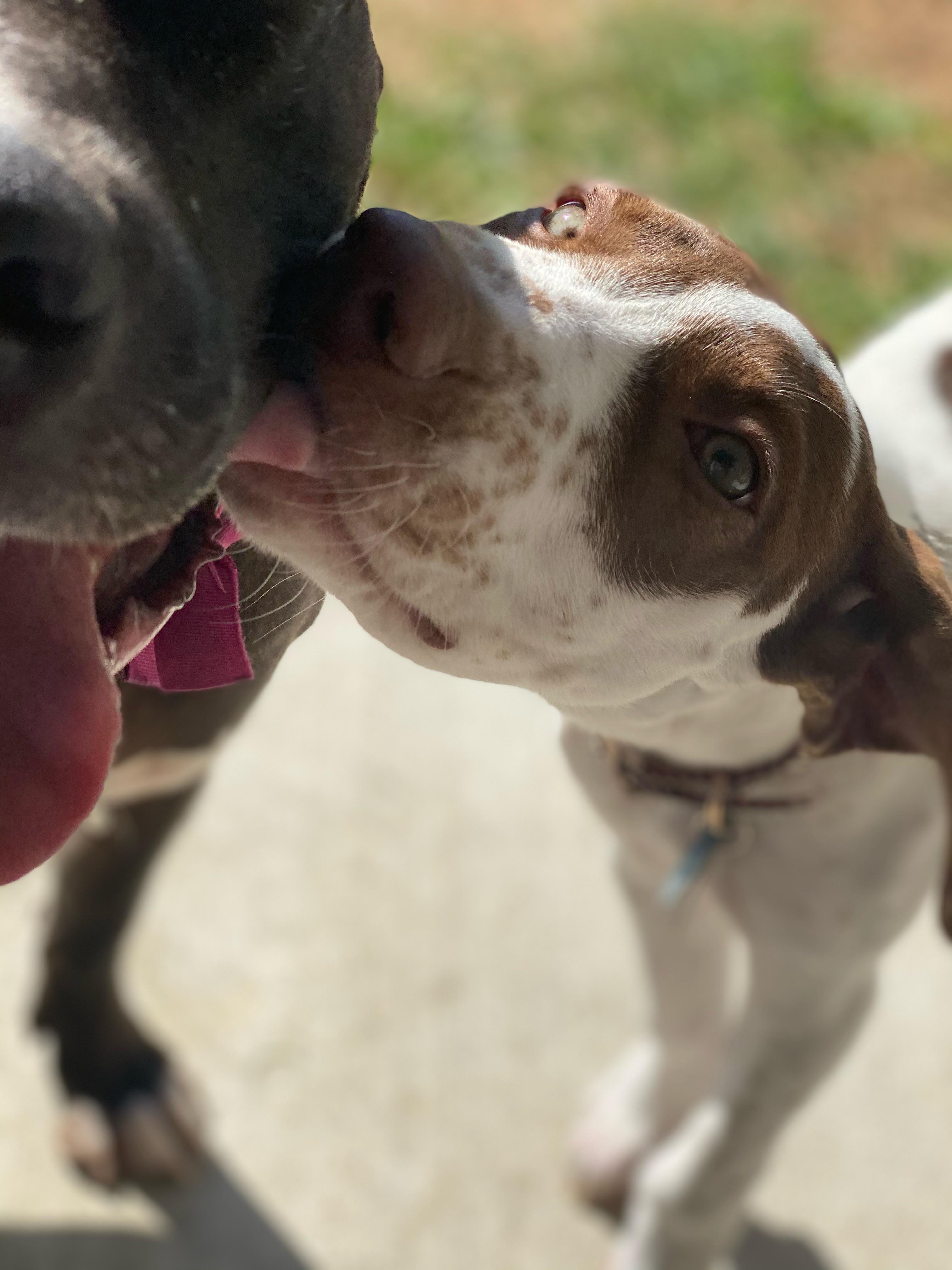 New puppy love | Scrolller