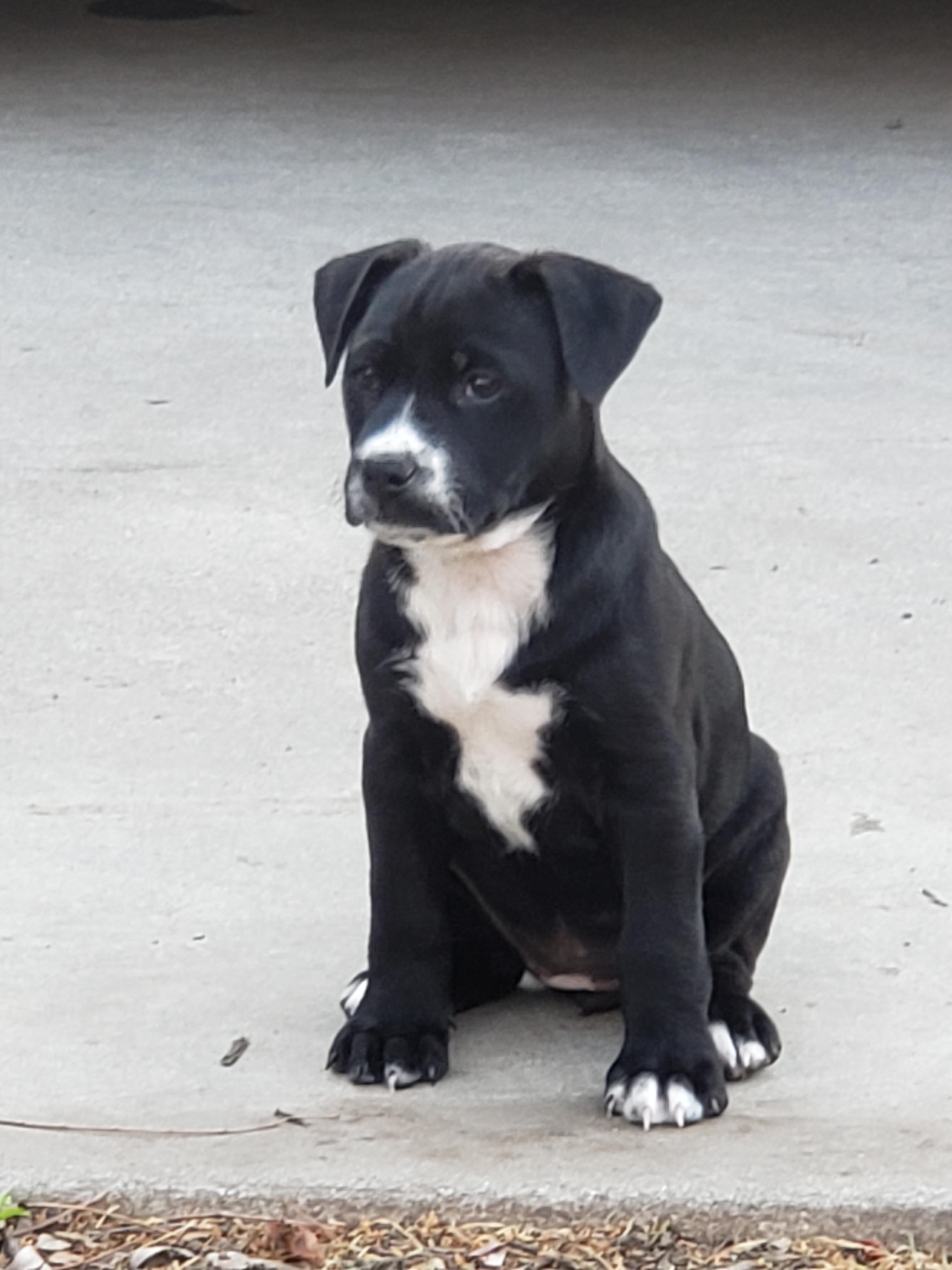 New puppy, who dis? | Scrolller