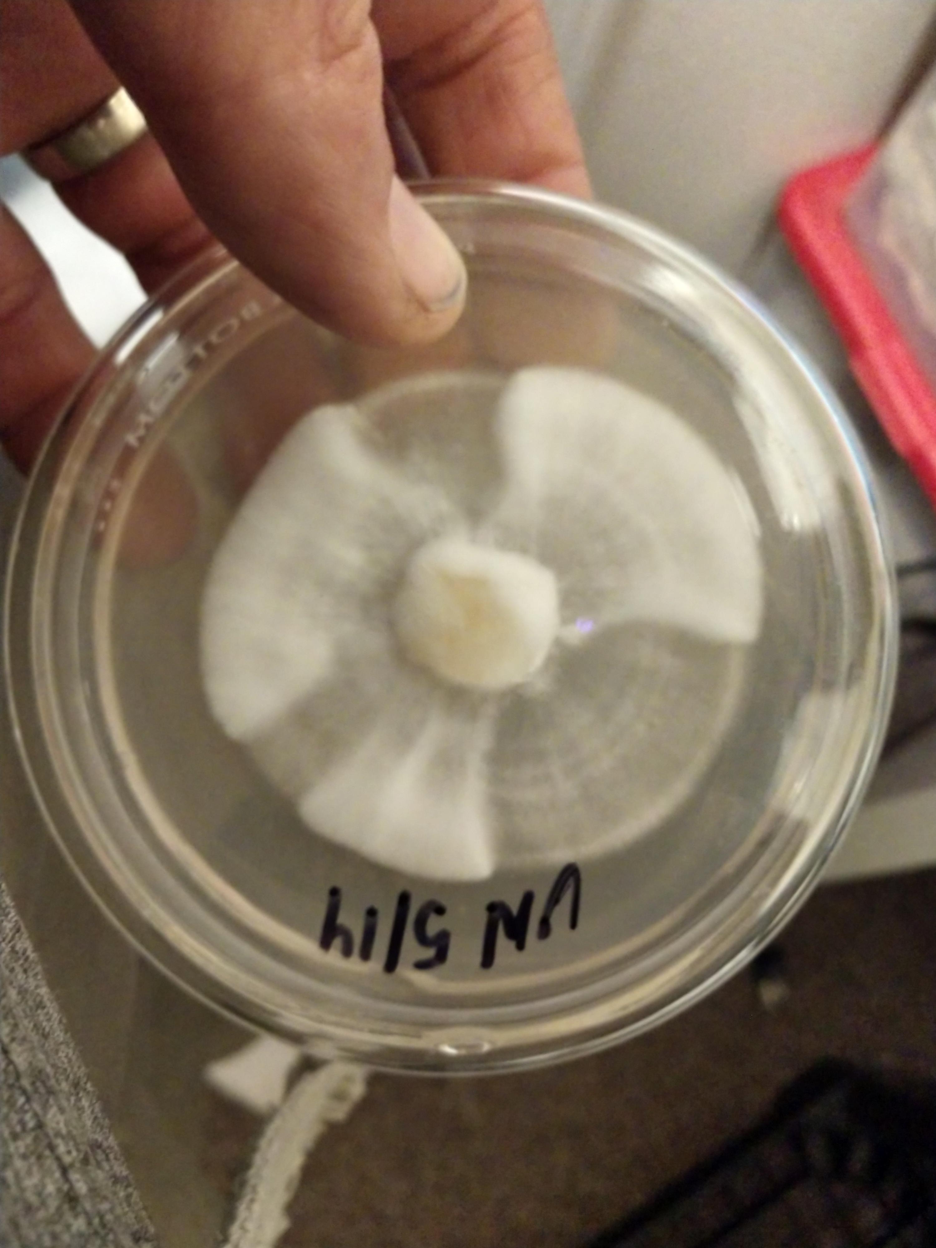 New strain!..."Biohazard" | Scrolller