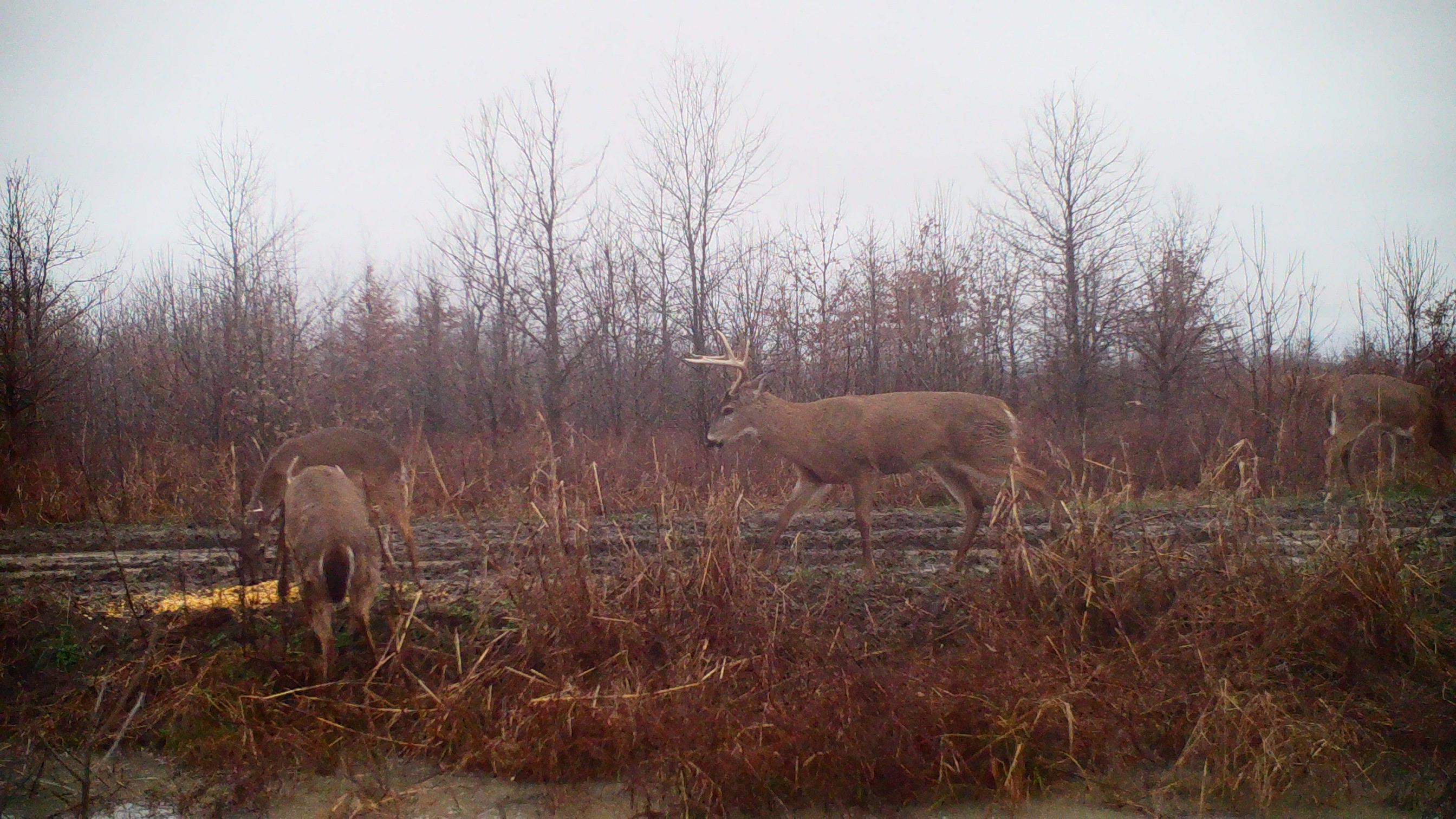 New to deer hunting. Can anybody help me age this deer? | Scrolller