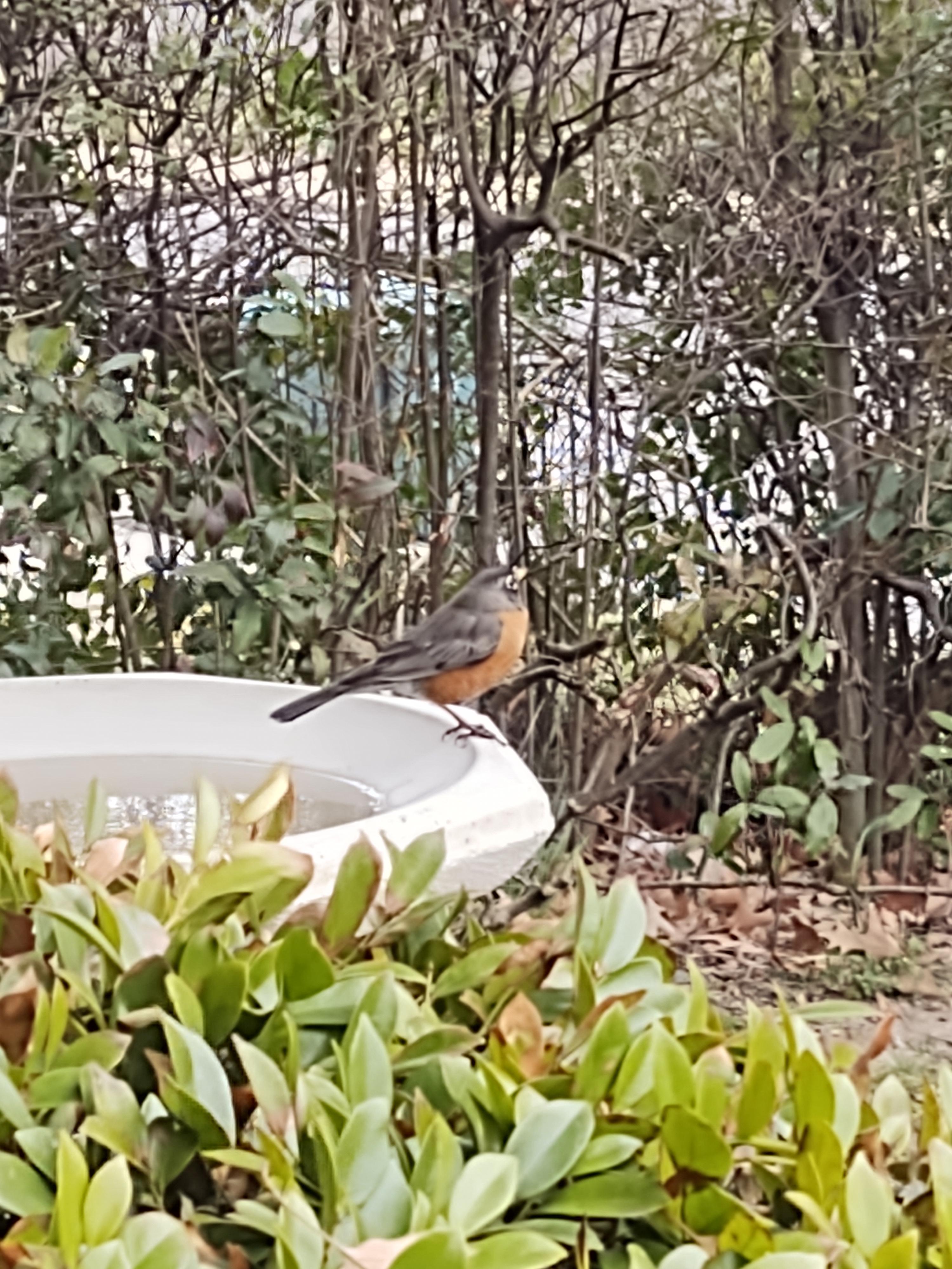 New to this... Here's a robin! | Scrolller