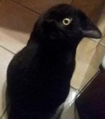 New Toe album art looking pretty sick | Scrolller