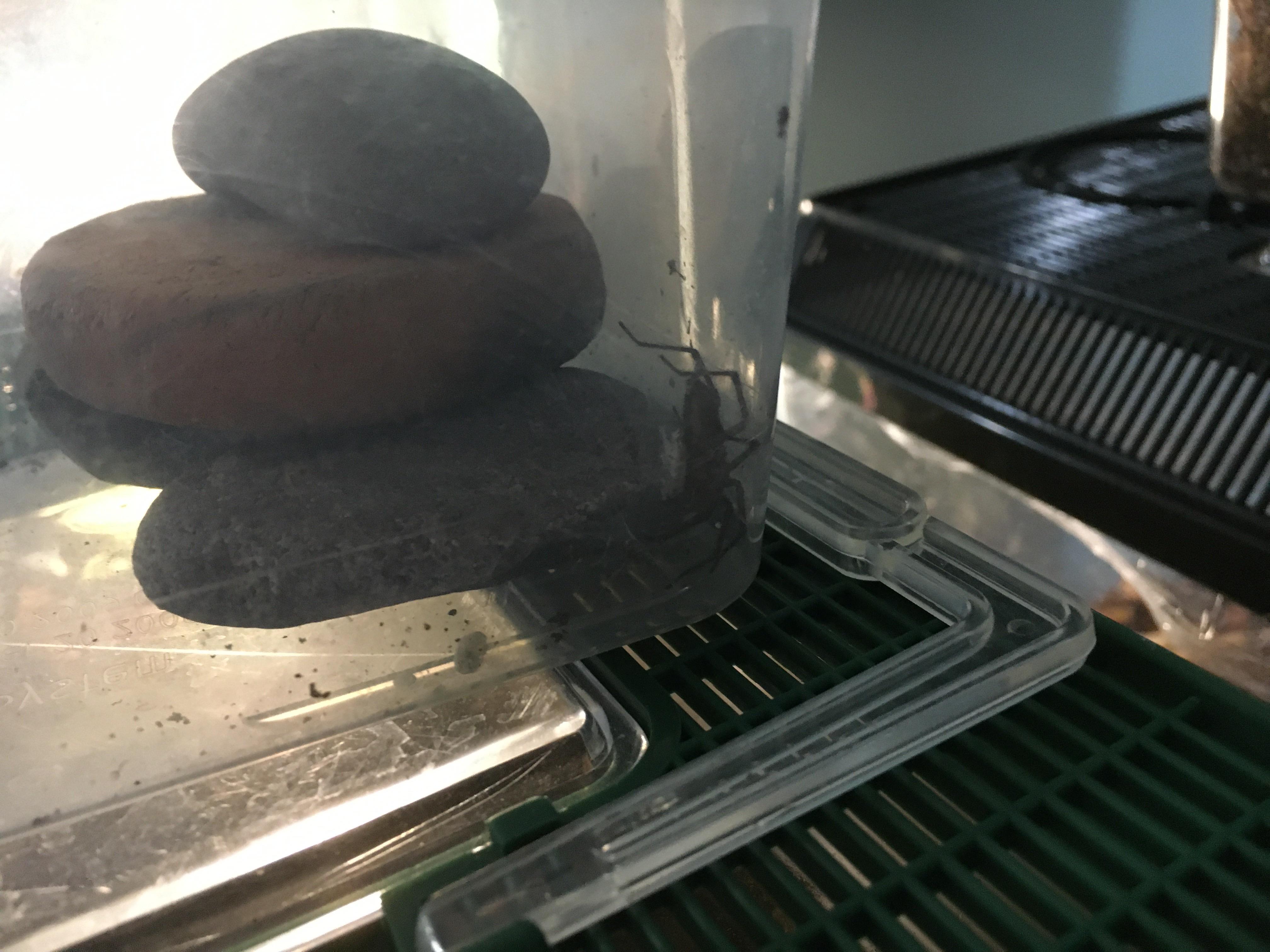 New Wolf spider girl eating an isopod! She’s setttling in nicely, but i might make her a better ...