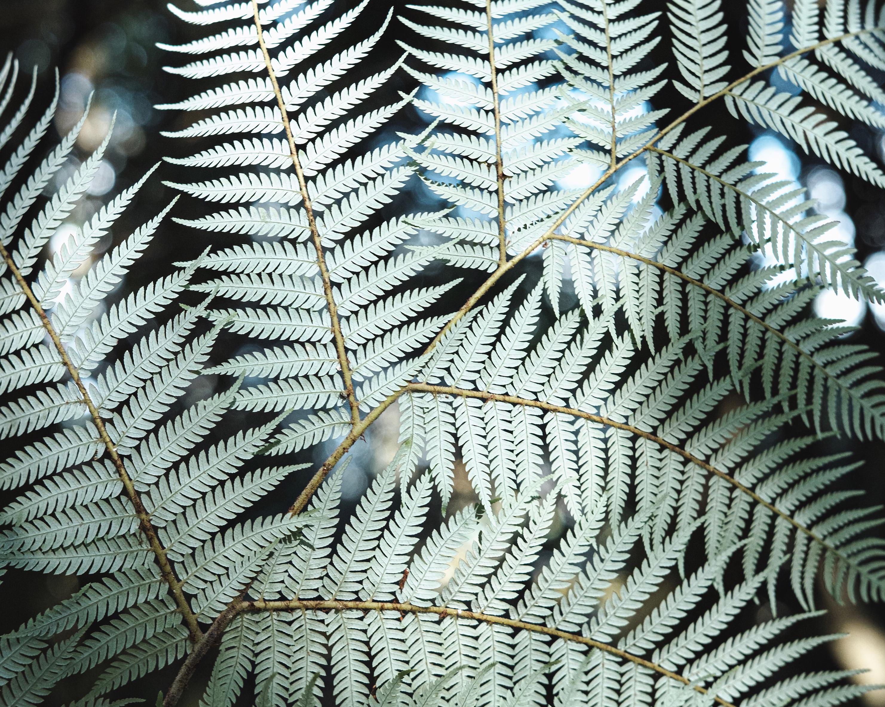 🔥 New Zealand Silver Fern | Scrolller