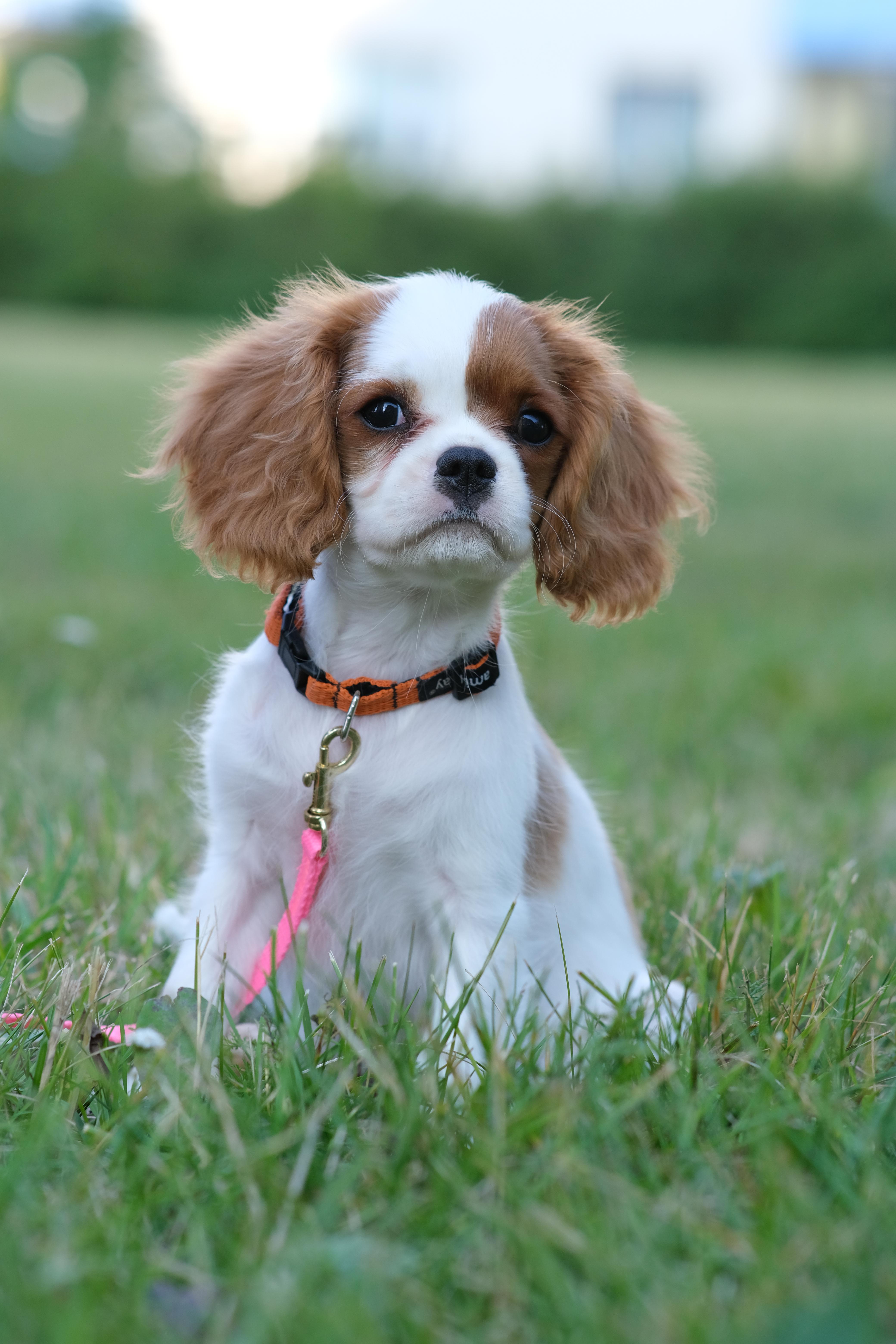 Newest family member. | Scrolller