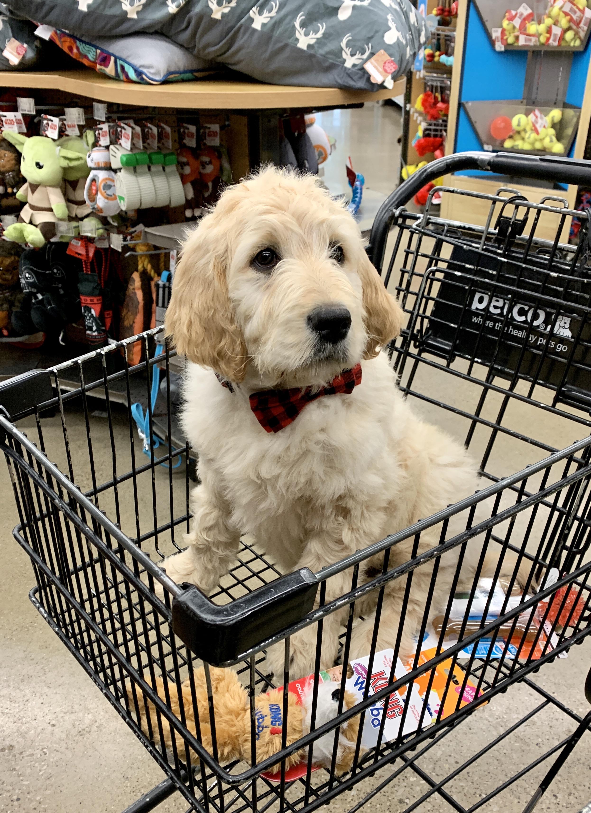 Newest member of the family!! | Scrolller