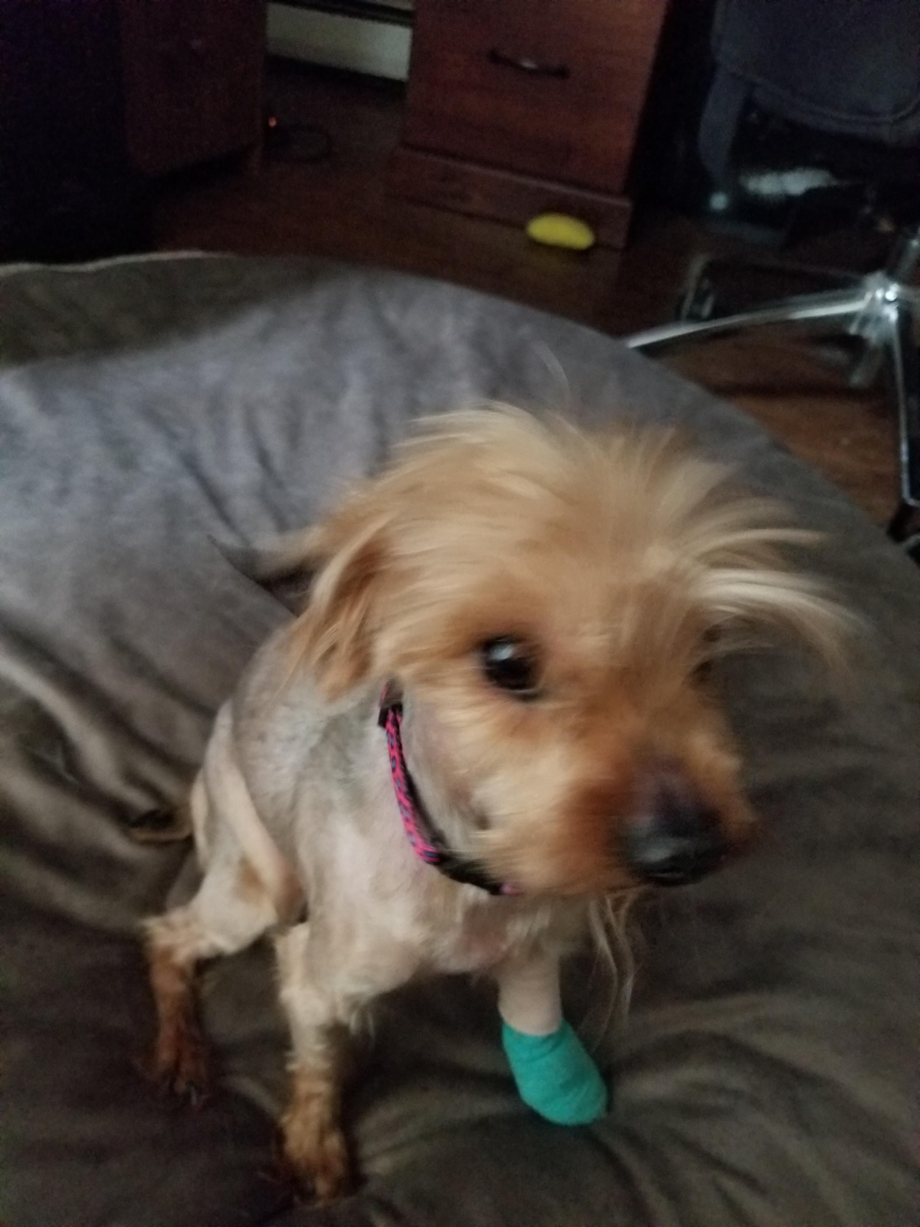 Newest Rescue | Scrolller