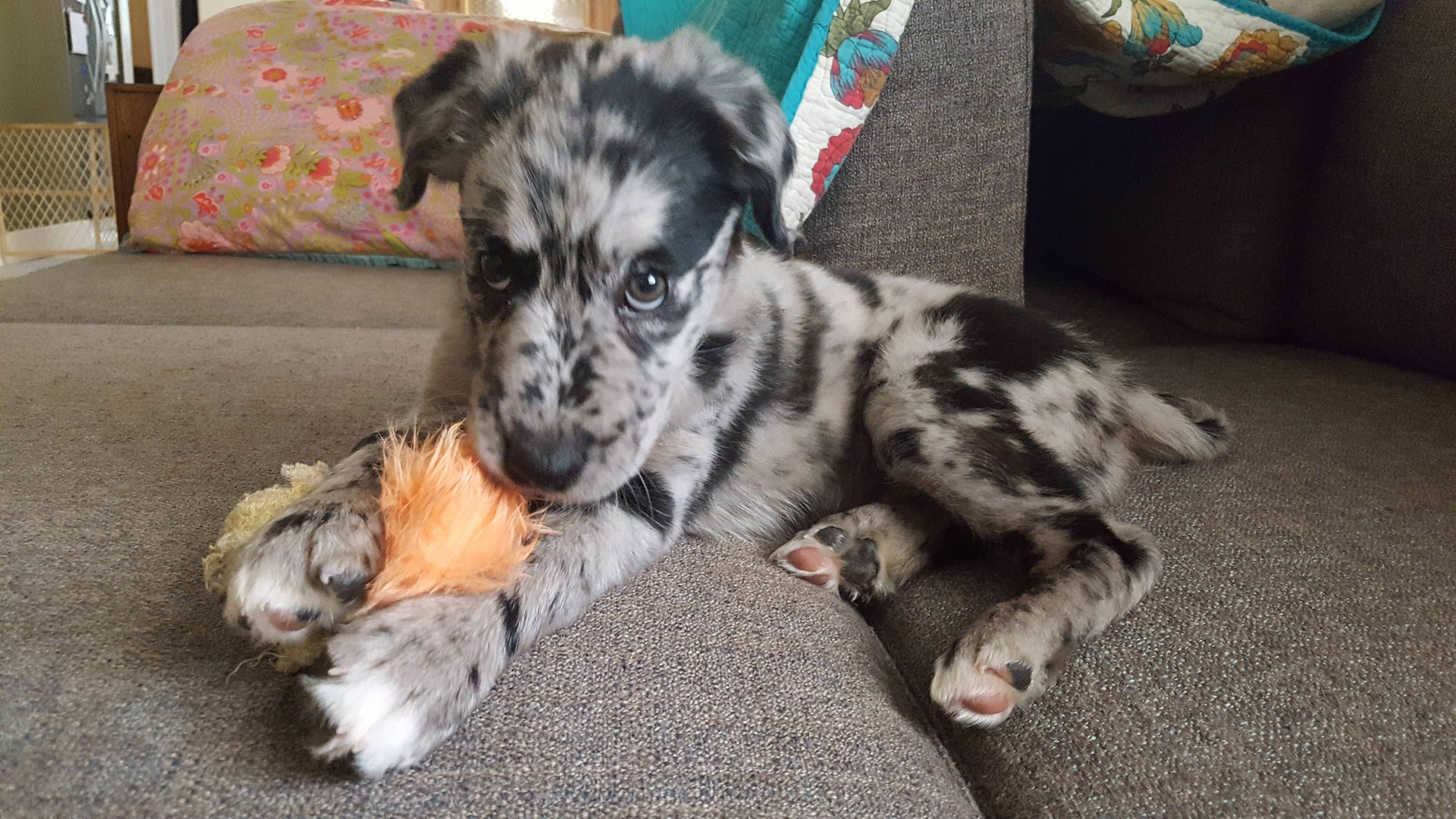 Newt is fitting in just fine! | Scrolller