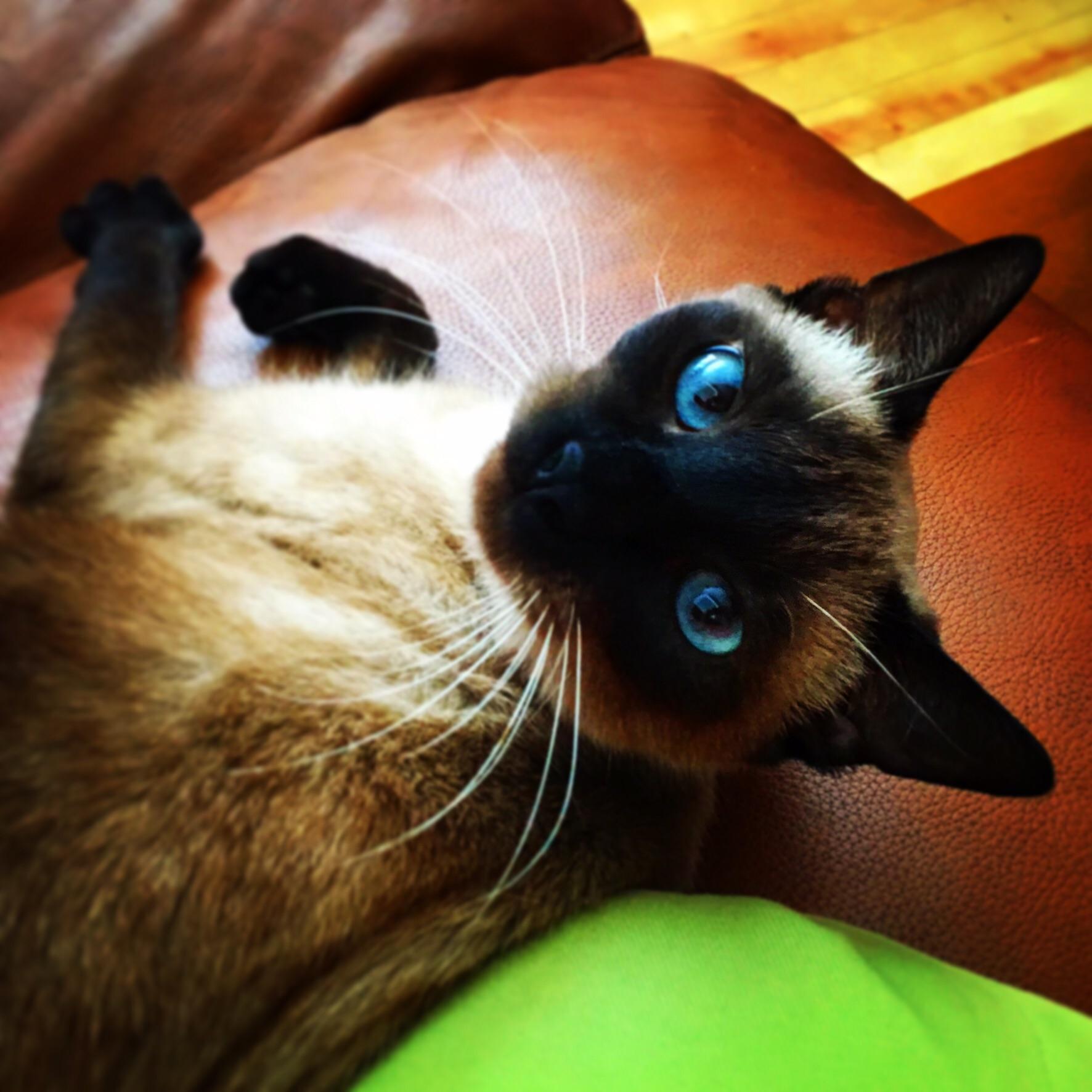 Newt, my siamese cat | Scrolller