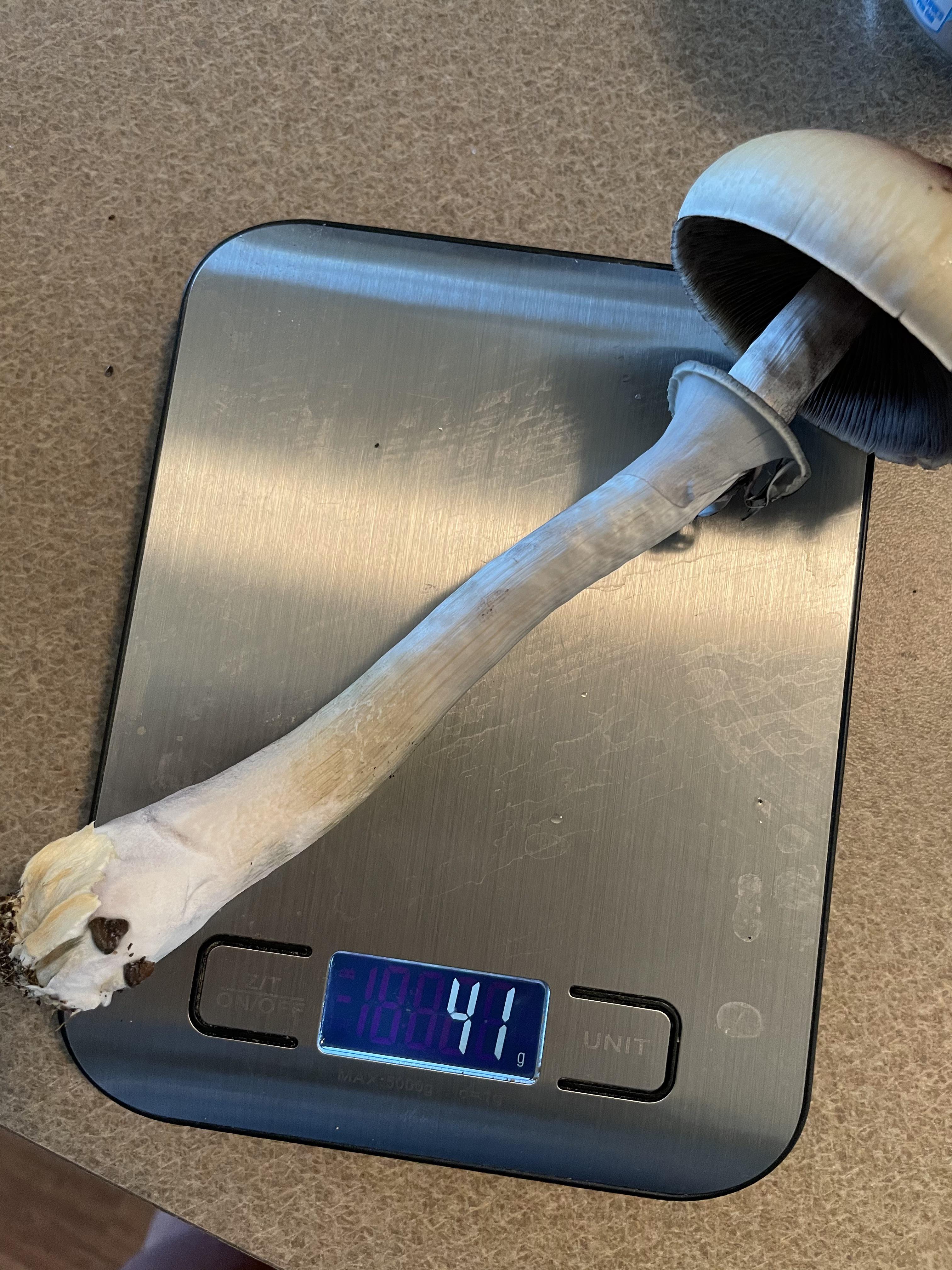 Nice specimen from my second flush...over 2000 gr wet from first and second. | Scrolller