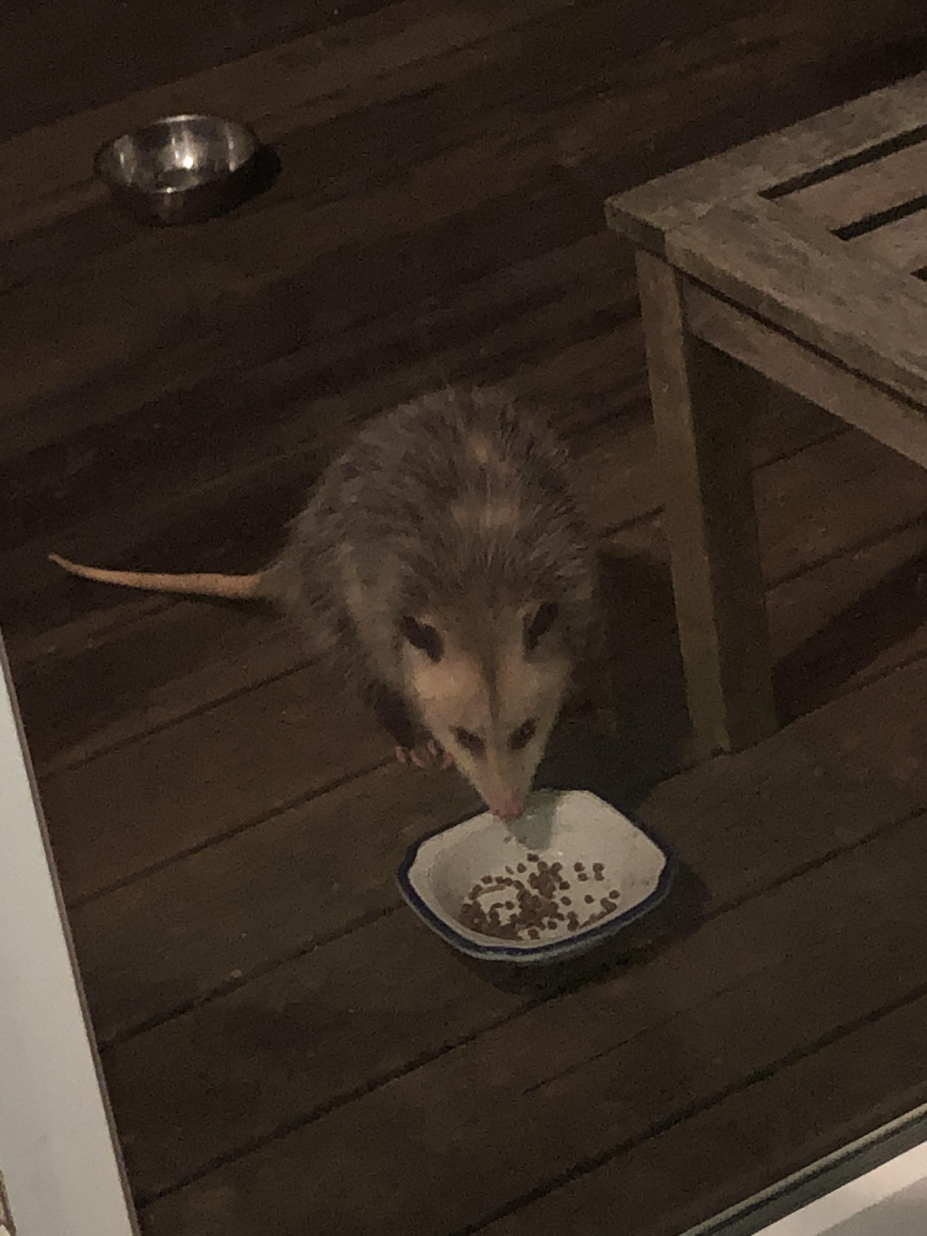 Nightly Deck Visitor | Scrolller