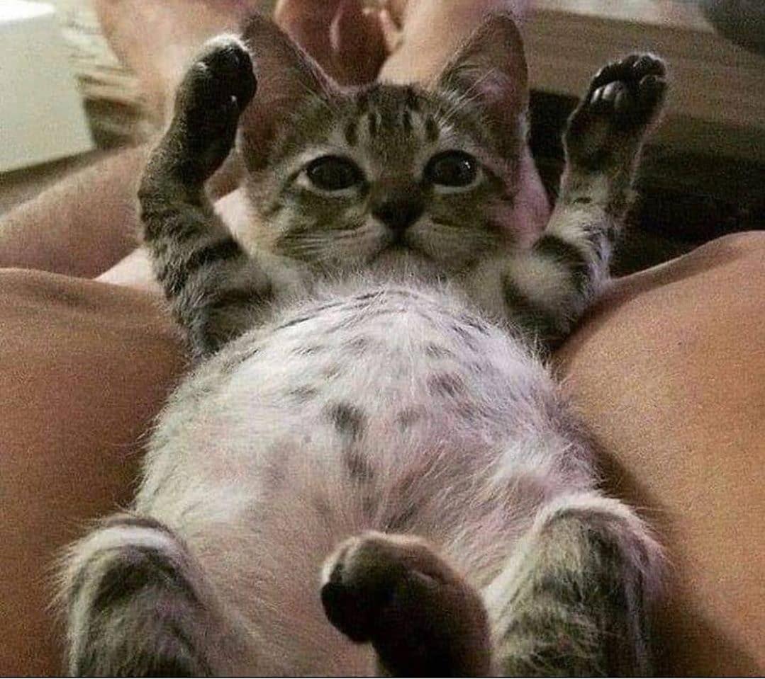 No Belly Tickes Hooman! | Scrolller