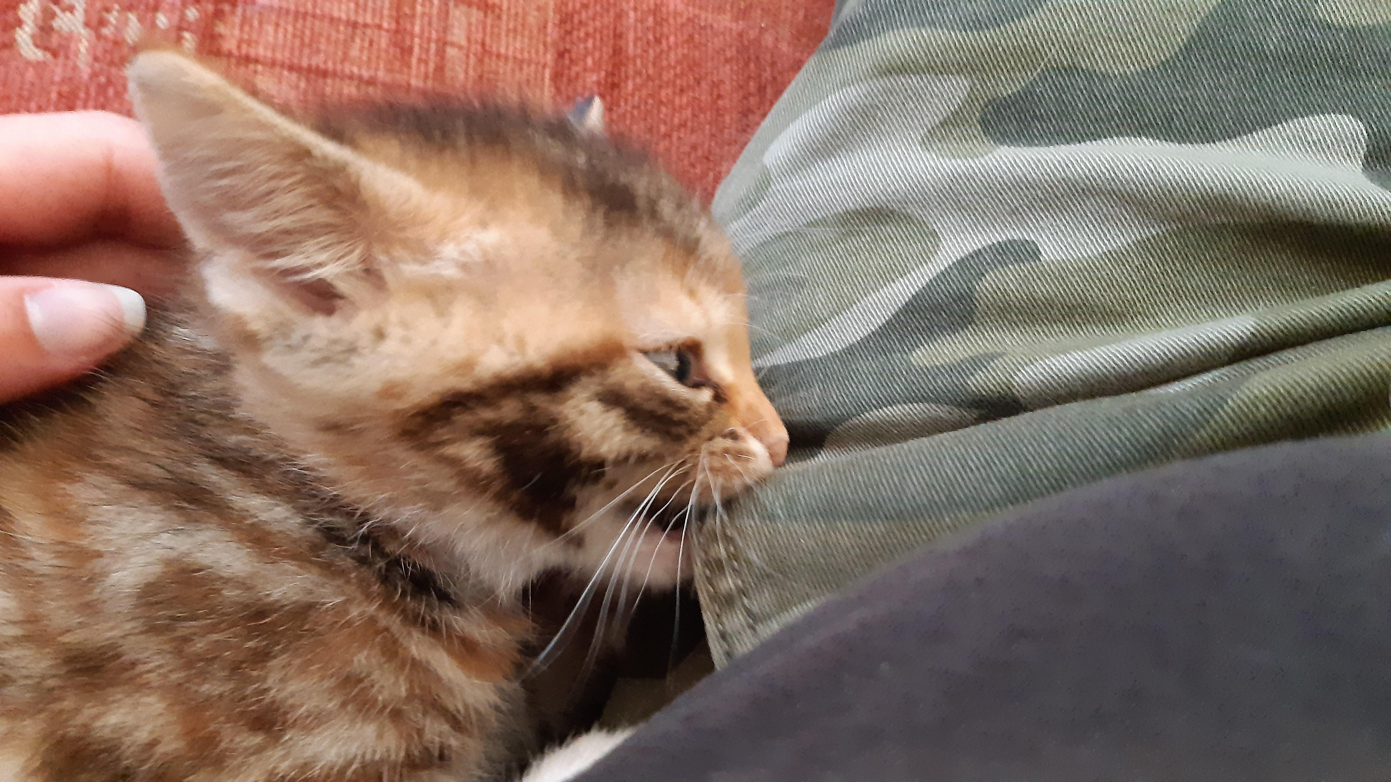 No rules for this kitten | Scrolller