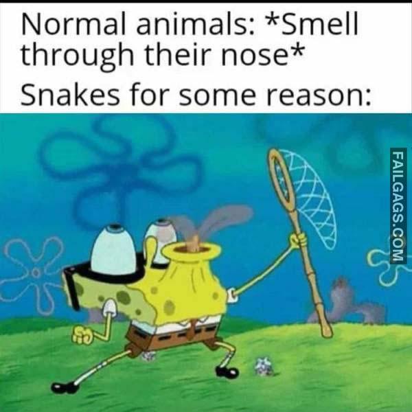 normal animals vs snakes funny memes | Scrolller
