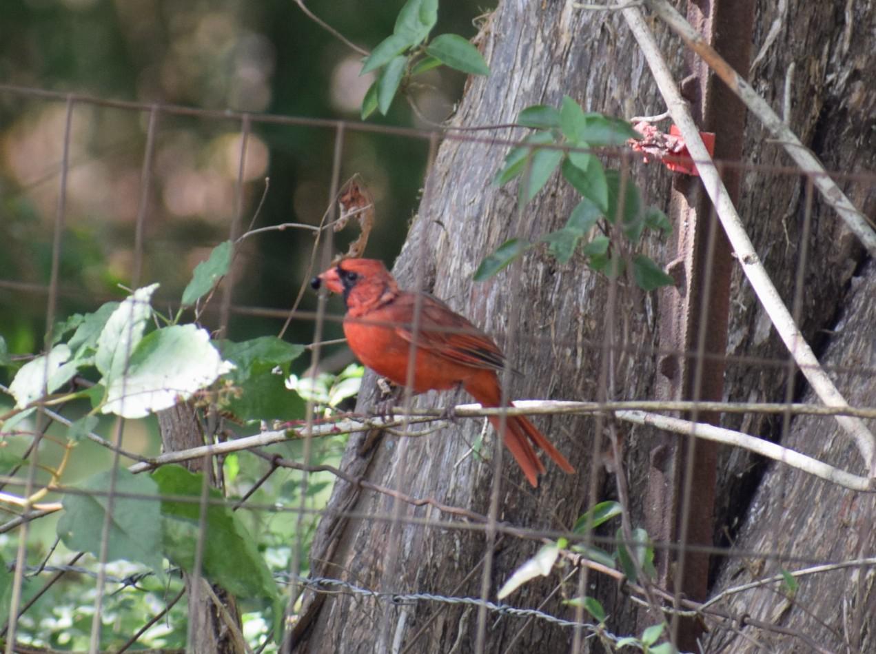 Northern Cardinal | Scrolller