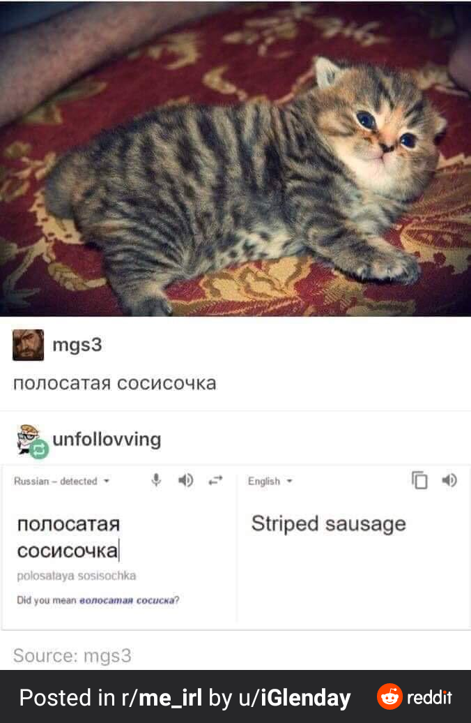 Not a big cyka, but a striped sosig | Scrolller