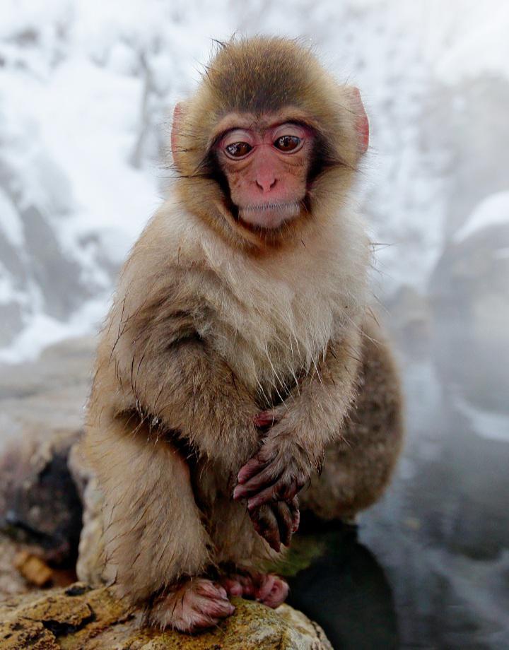 Not Happy when Monkey is Wet | Scrolller