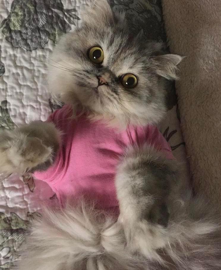 Not really a “costume,” but Dustbunny loves her pink shirt 💗 | Scrolller