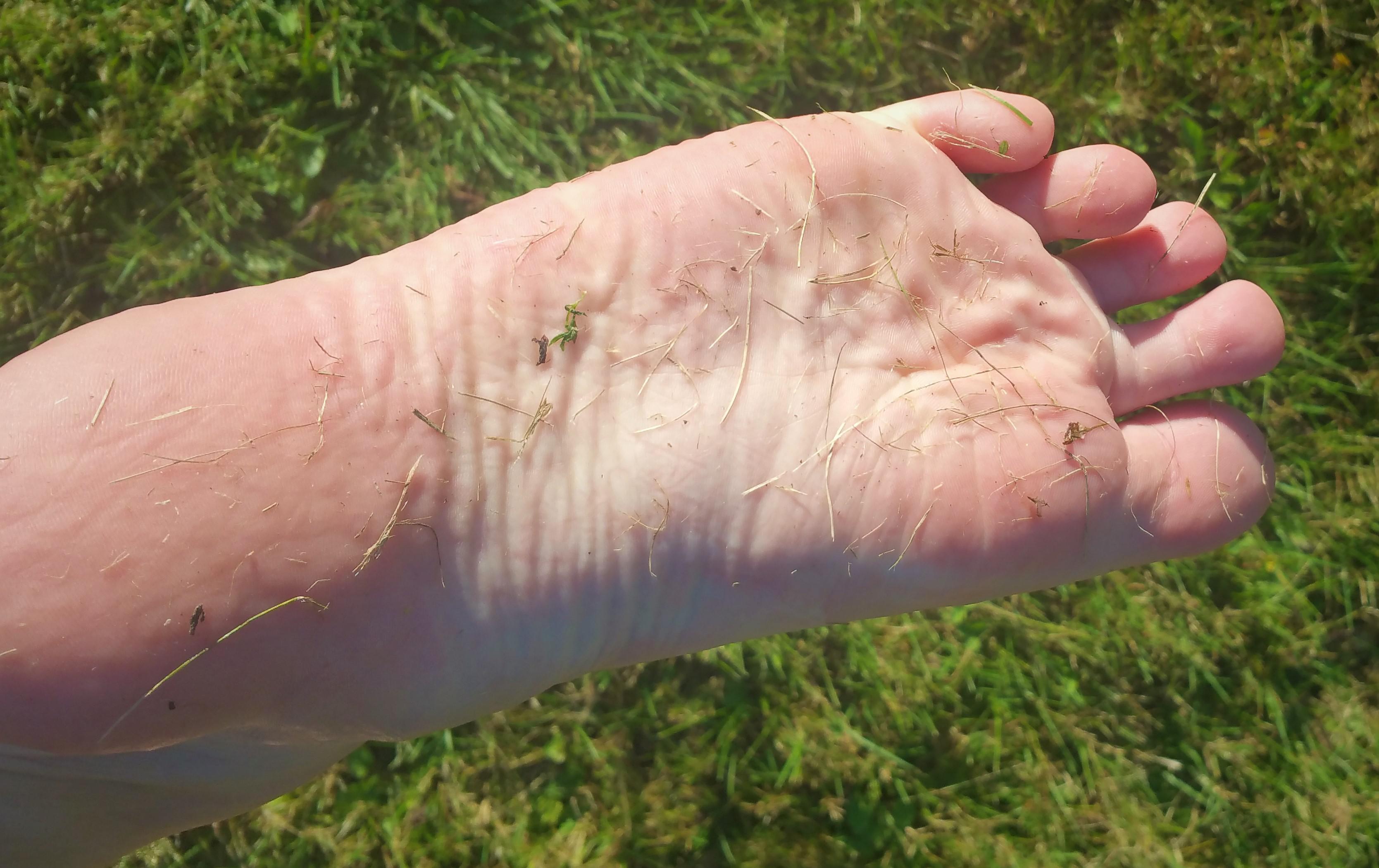 Nothing better than fresh cut grass to walk on! | Scrolller