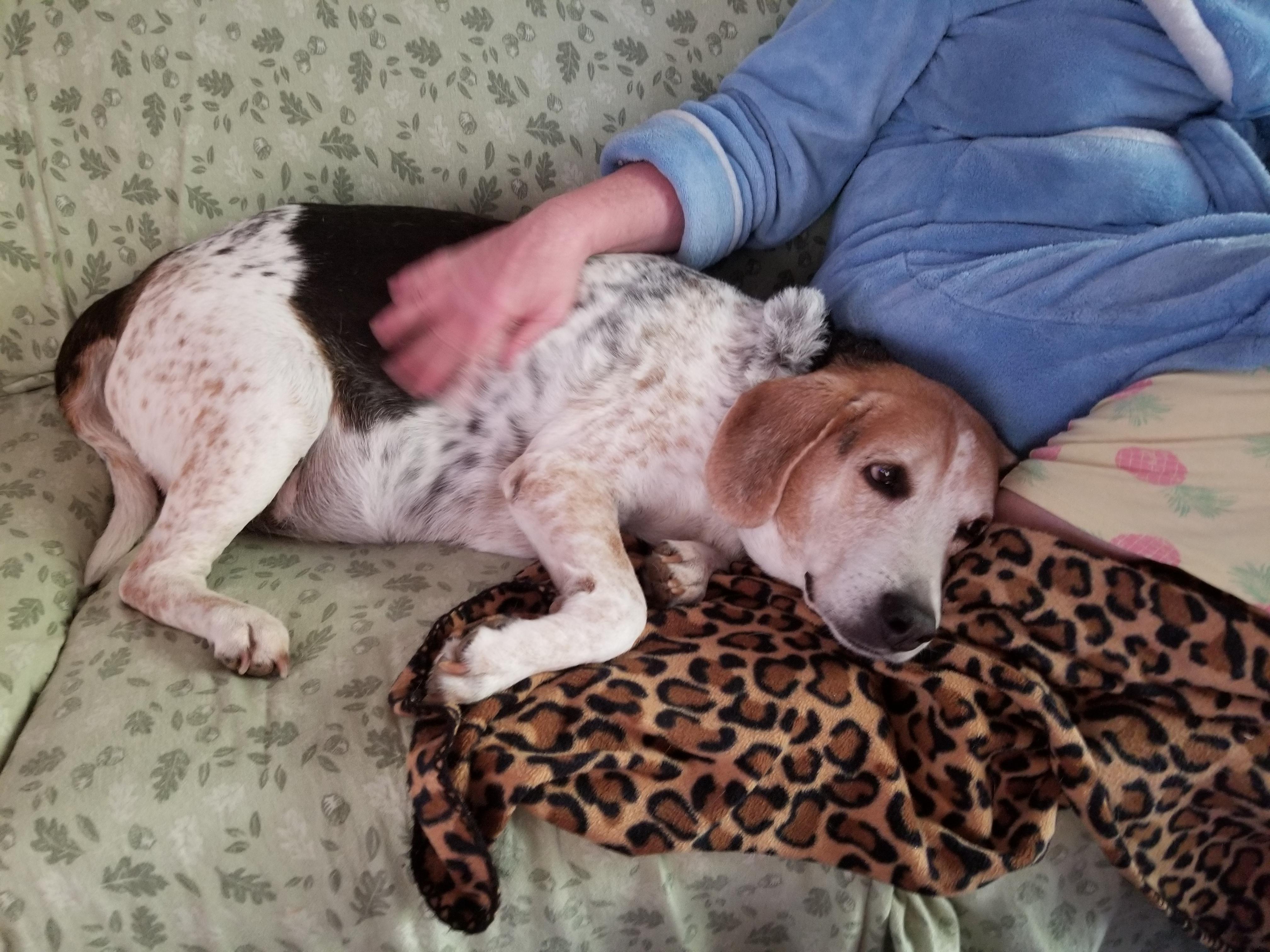 Nothing Like A Happy Old Hound | Scrolller