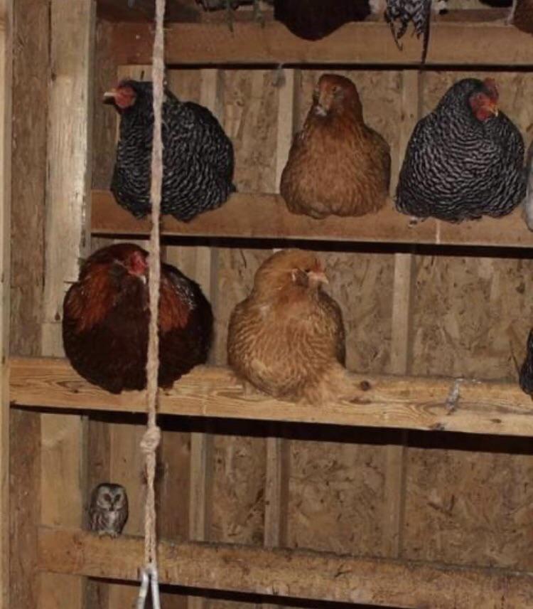 Nothing to see here, just some chickens... | Scrolller