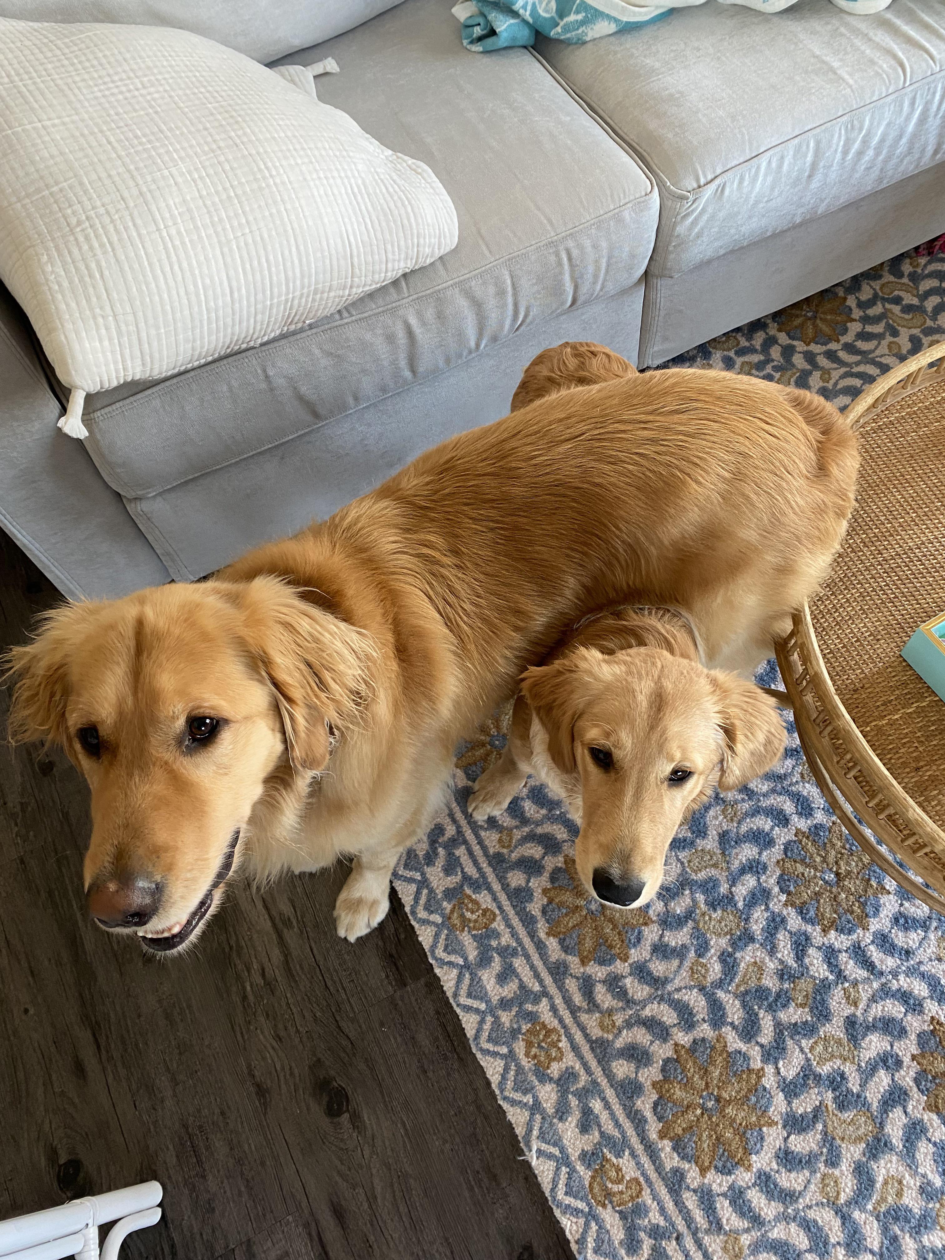 NPCs Clipping Together | Scrolller