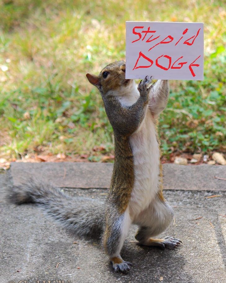 Nutoshi taunts Shiba Inu | Scrolller